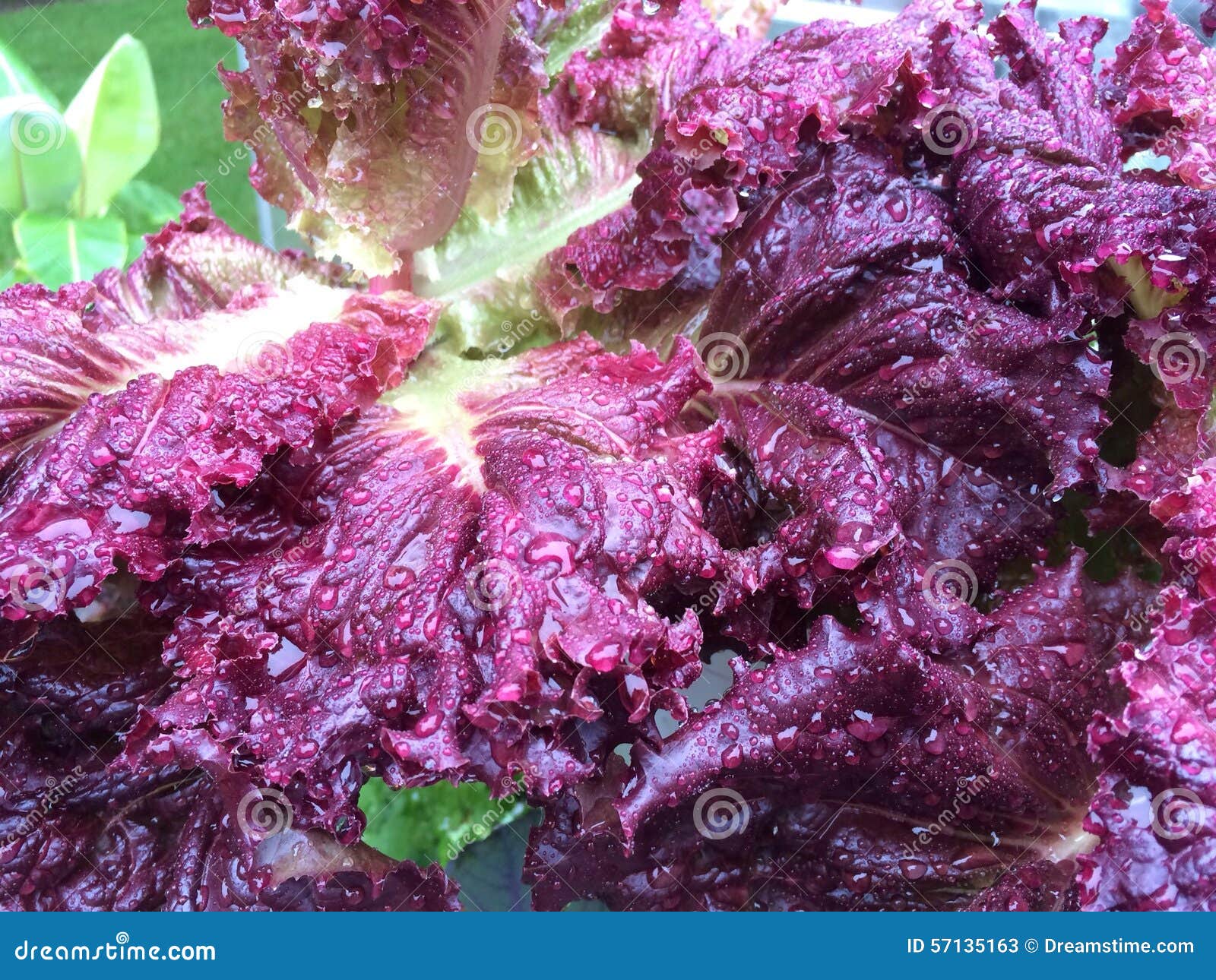 Lechuga roja de Redina imagen de archivo. Imagen de gotas - 57135163