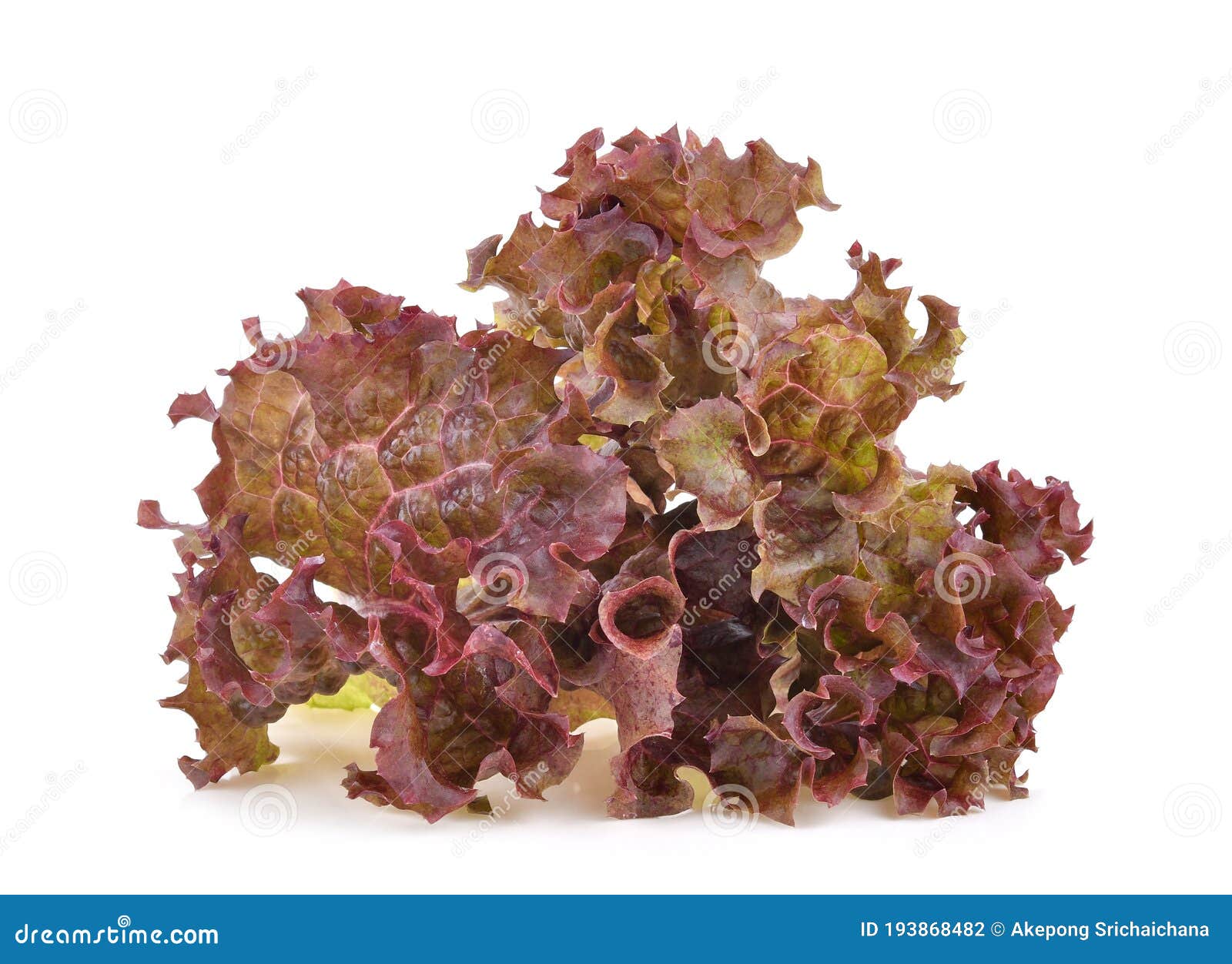 Lechuga Roja De Roble Sobre Fondo Blanco Foto de archivo - Imagen de ...