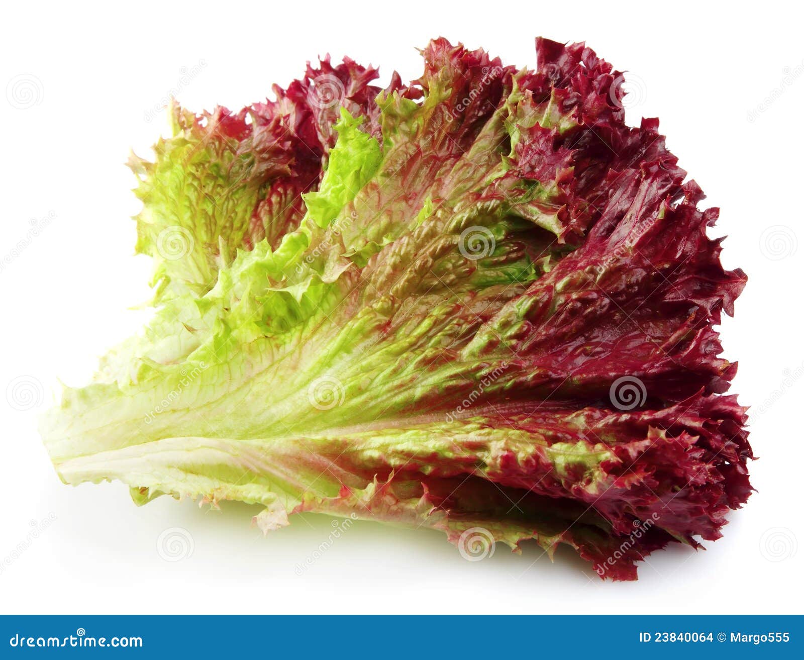 Lechuga roja fresca foto de archivo. Imagen de planta - 23840064