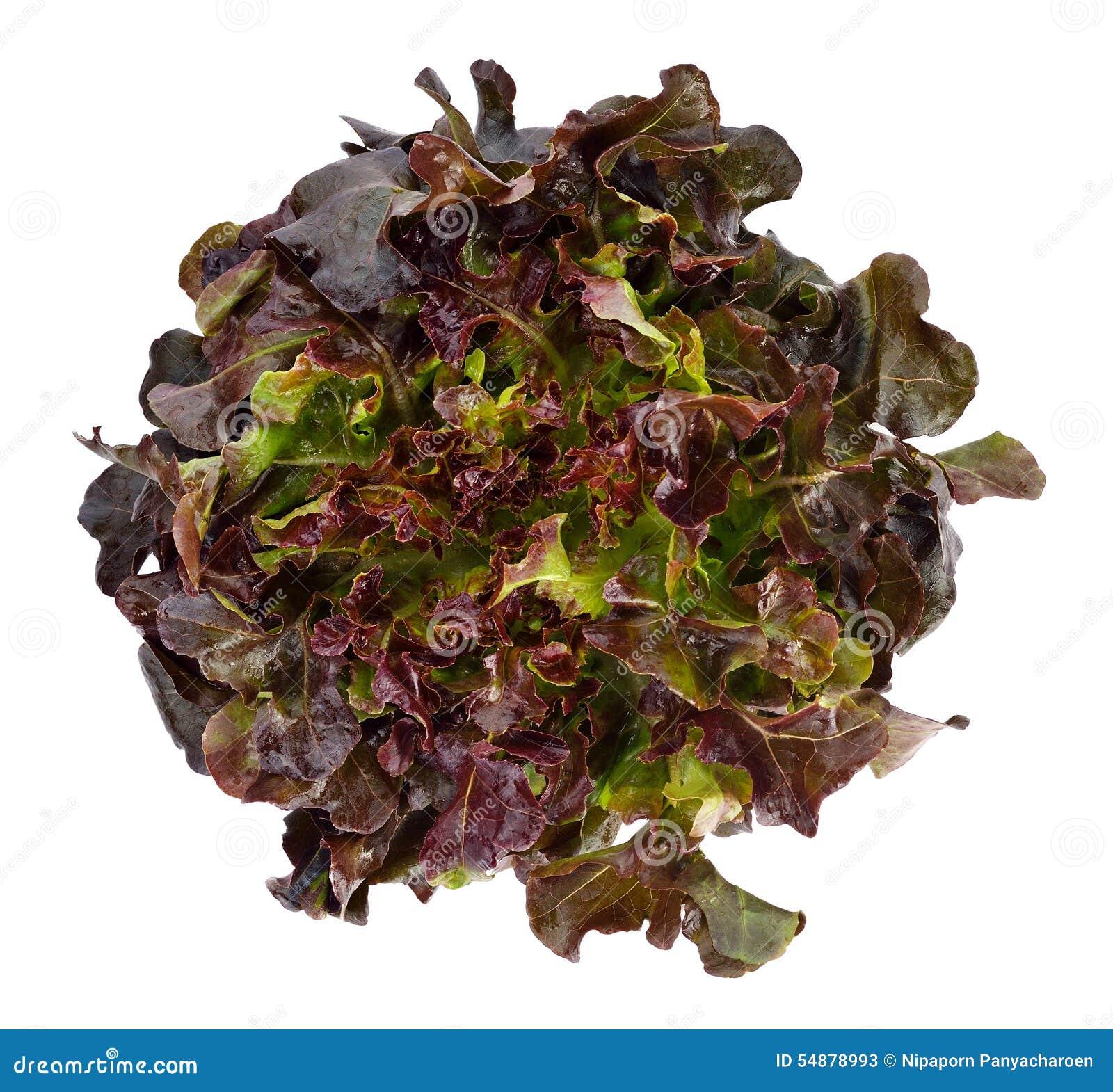 Lechuga Roja, Hoja Del Roble Rojo Imagen de archivo - Imagen de sano ...