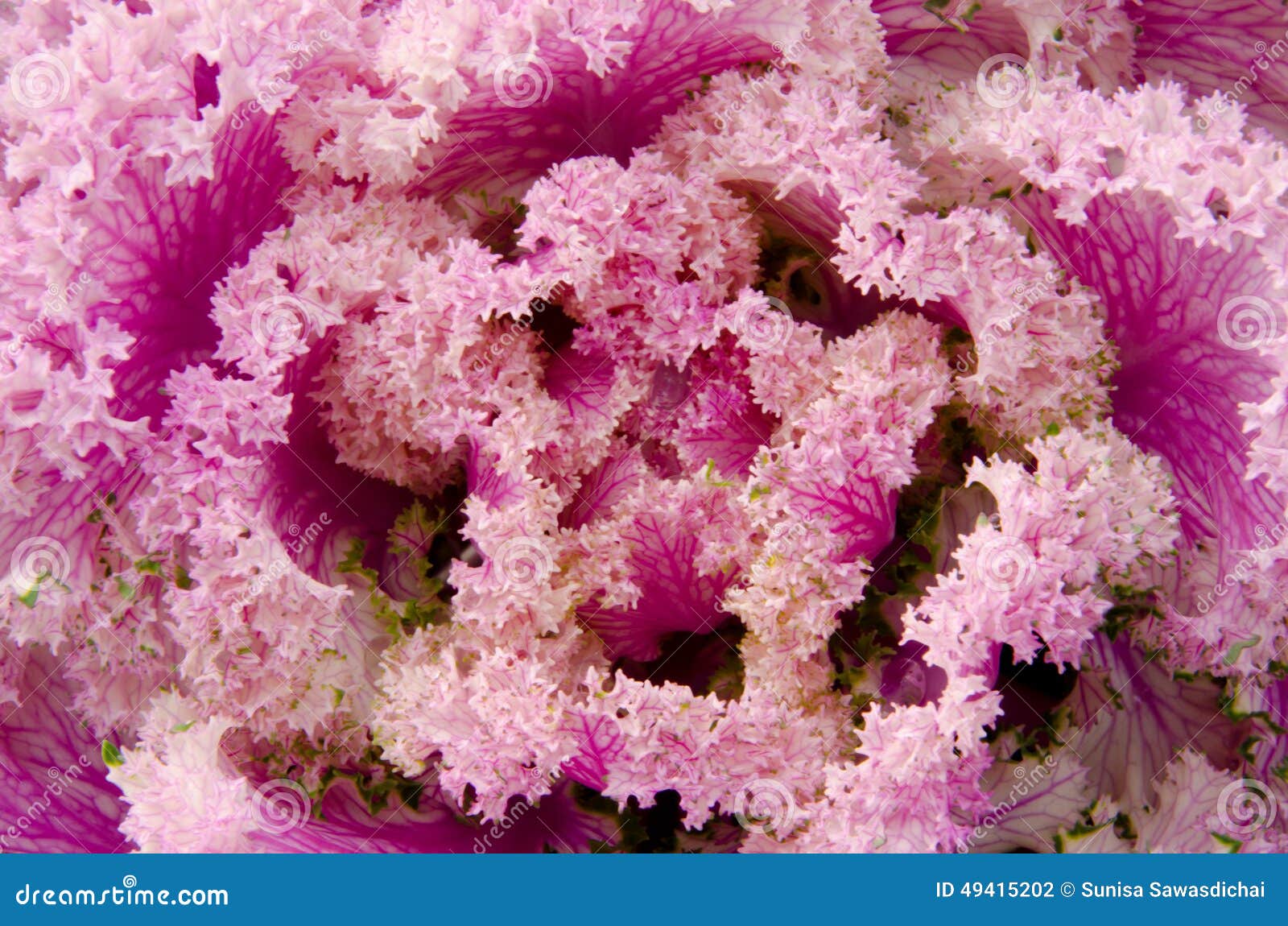 Lechuga rosada foto de archivo. Imagen de ornamento, rosa - 49415202