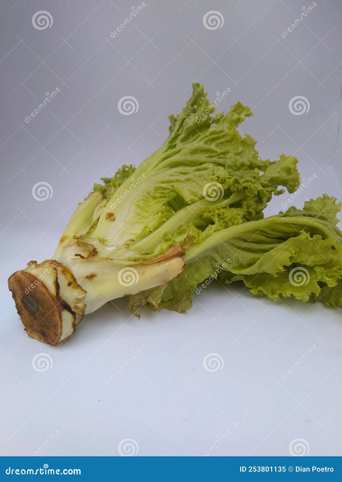 Lechuga Simple Sobre Fondo Blanco Imagen de archivo - Imagen de planta ...