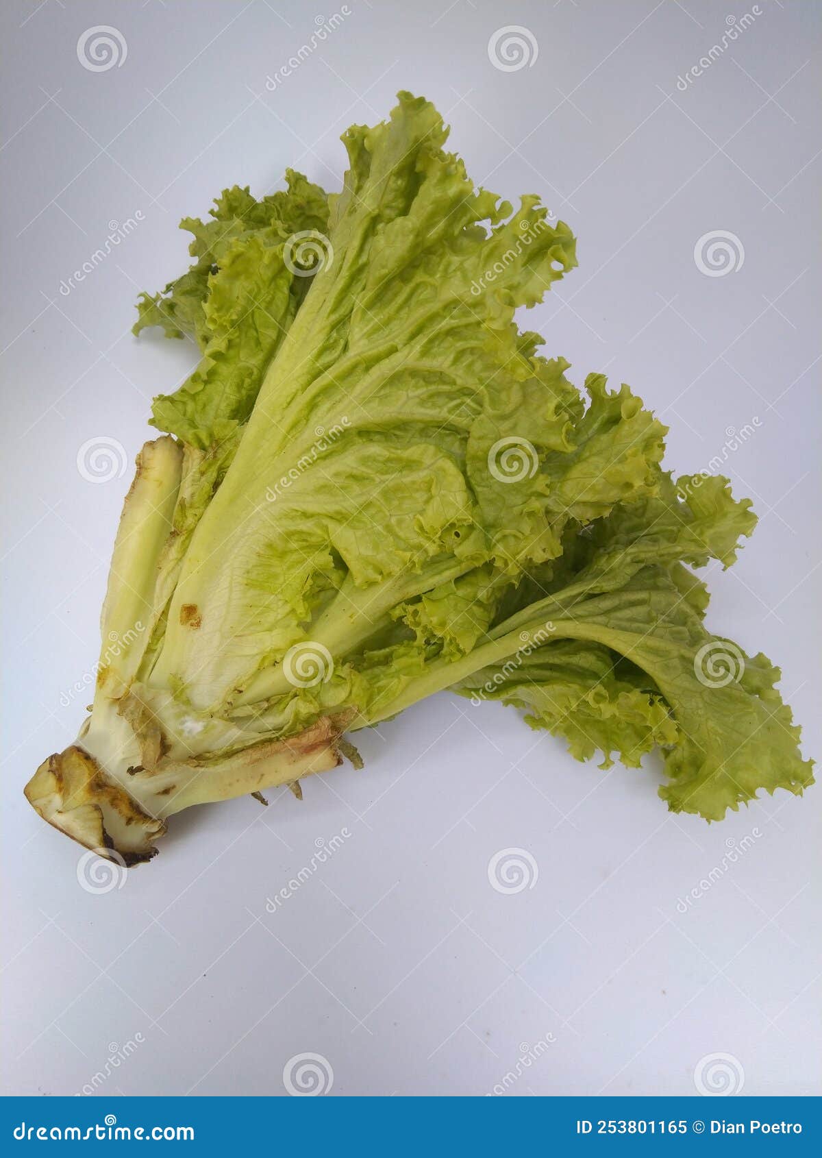 Lechuga Simple Sobre Fondo Blanco Imagen de archivo - Imagen de verde ...