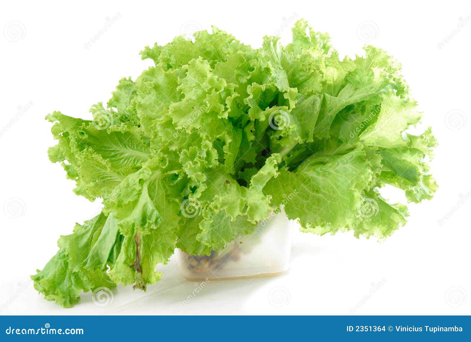 Lechuga verde foto de archivo. Imagen de fondo, aislado - 2351364