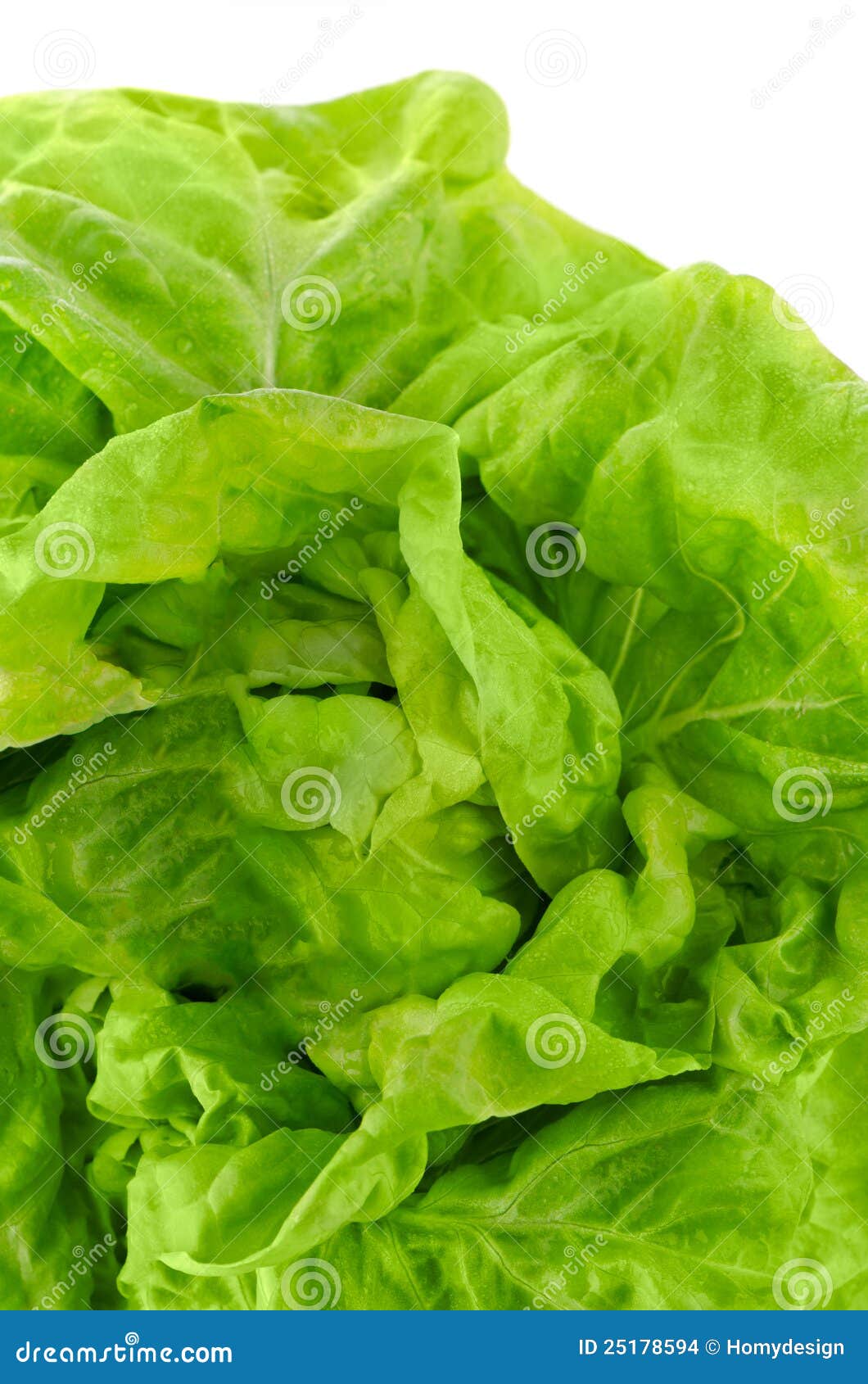 Lechuga verde foto de archivo. Imagen de primer, vertical - 25178594