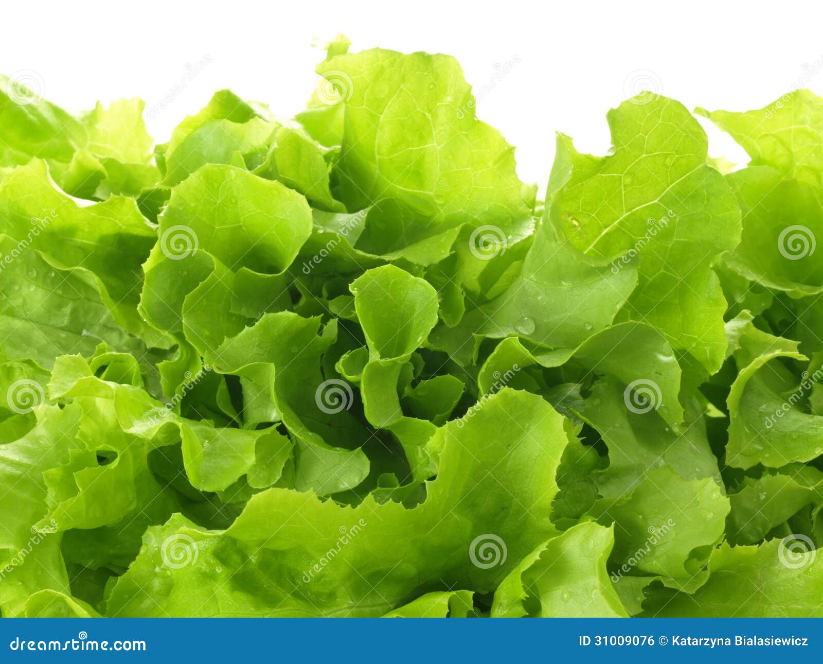 Lechuga verde foto de archivo. Imagen de blanco, vegano - 31009076
