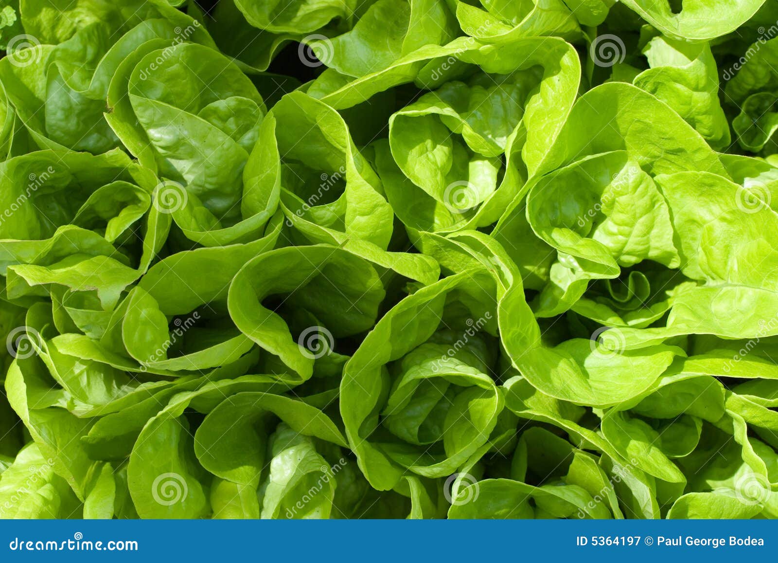 Lechuga verde imagen de archivo. Imagen de hoja, crezca - 5364197