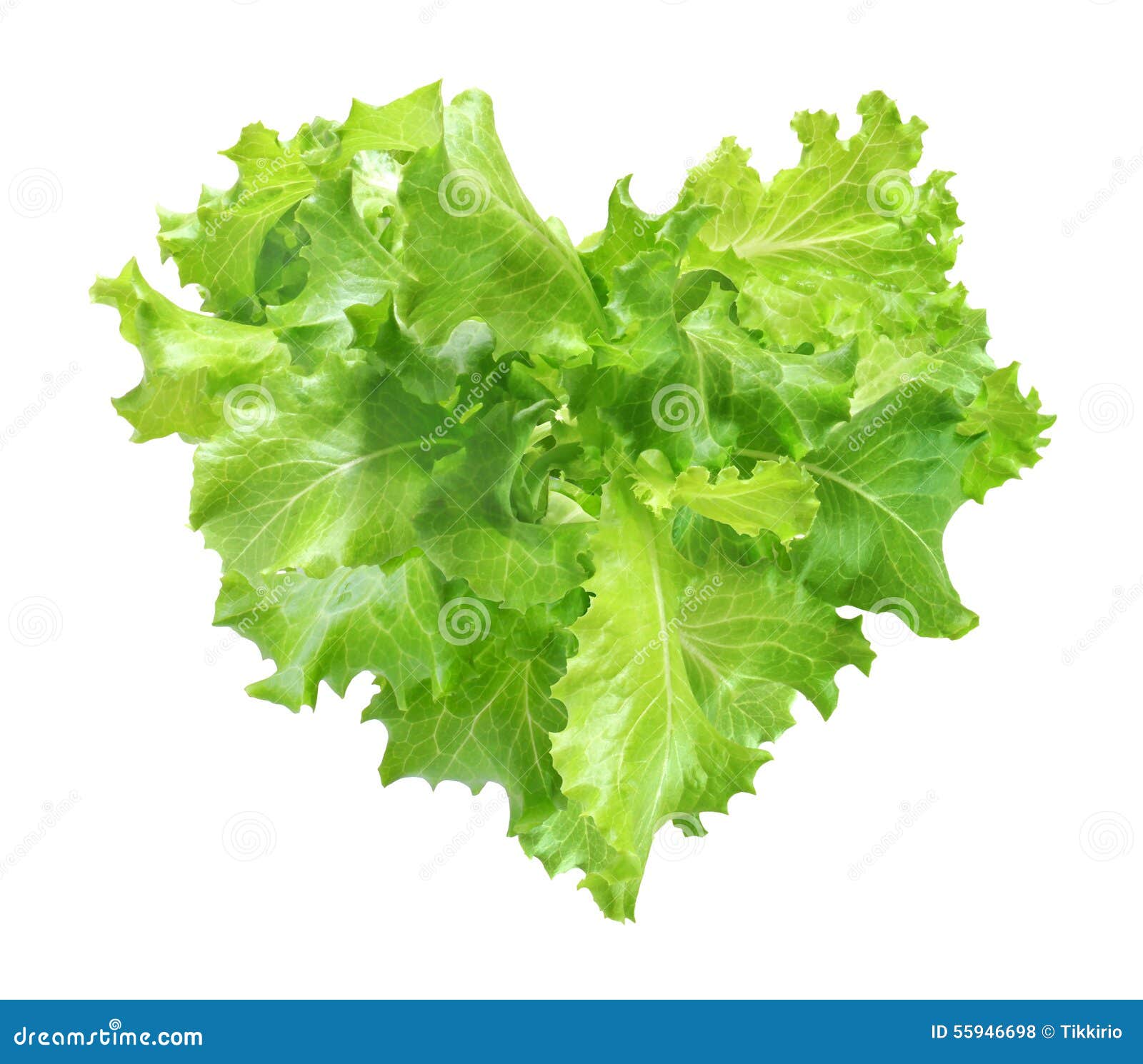 Lechuga Verde Del Corazón Aislada Foto de archivo - Imagen de tallo ...