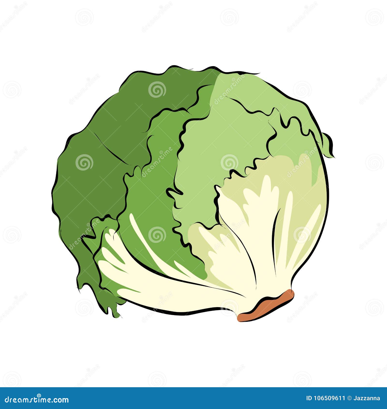 Lechuga Verde Dibujada Mano Ilustración del Vector - Ilustración de ...