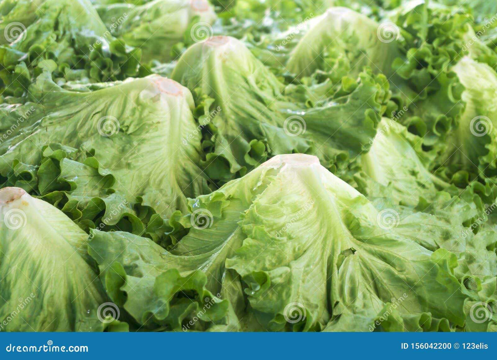 Lechuga Verde En El Mercado De La Fruta Foto de archivo - Imagen de ...