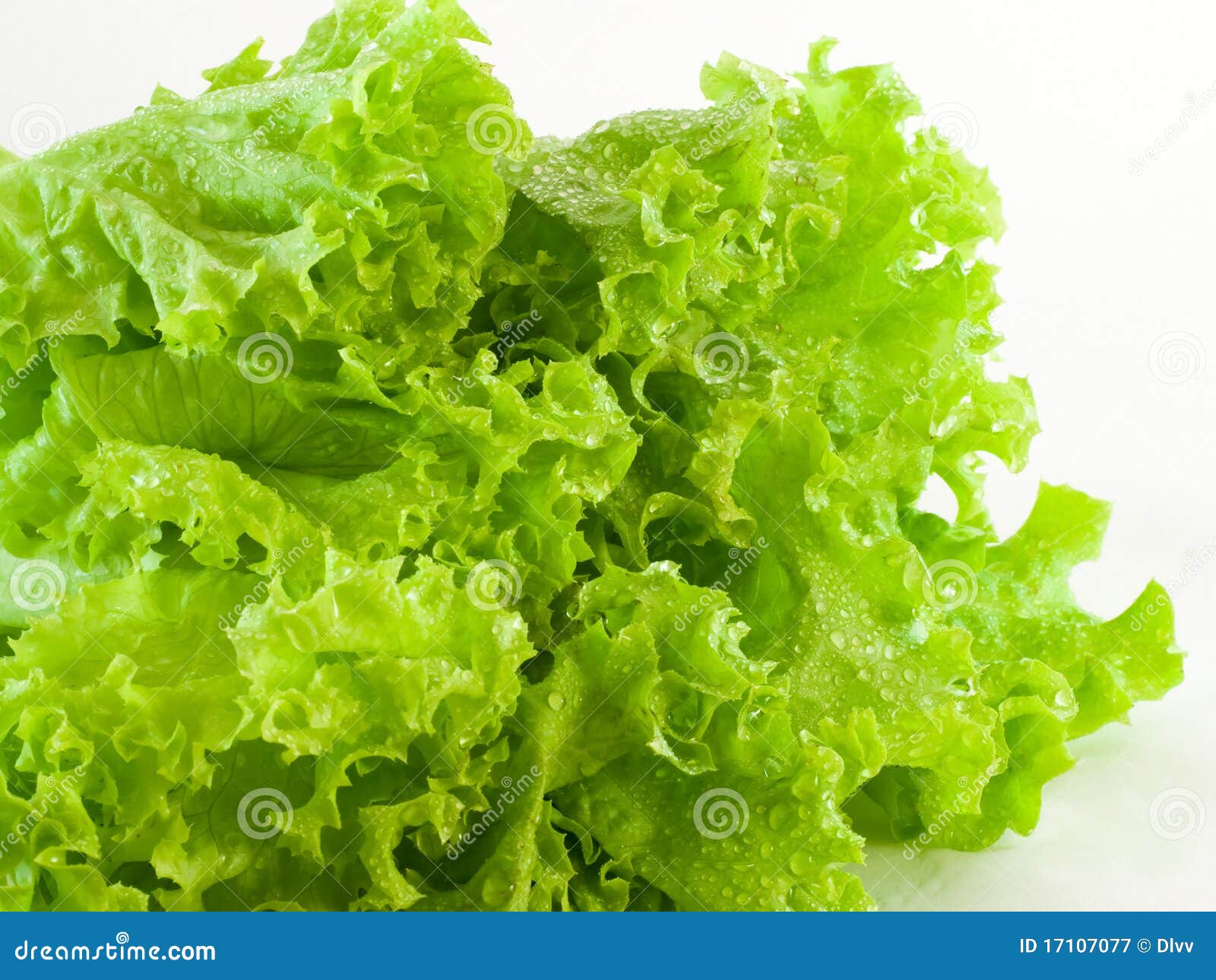 Lechuga verde fresca imagen de archivo. Imagen de planta - 17107077