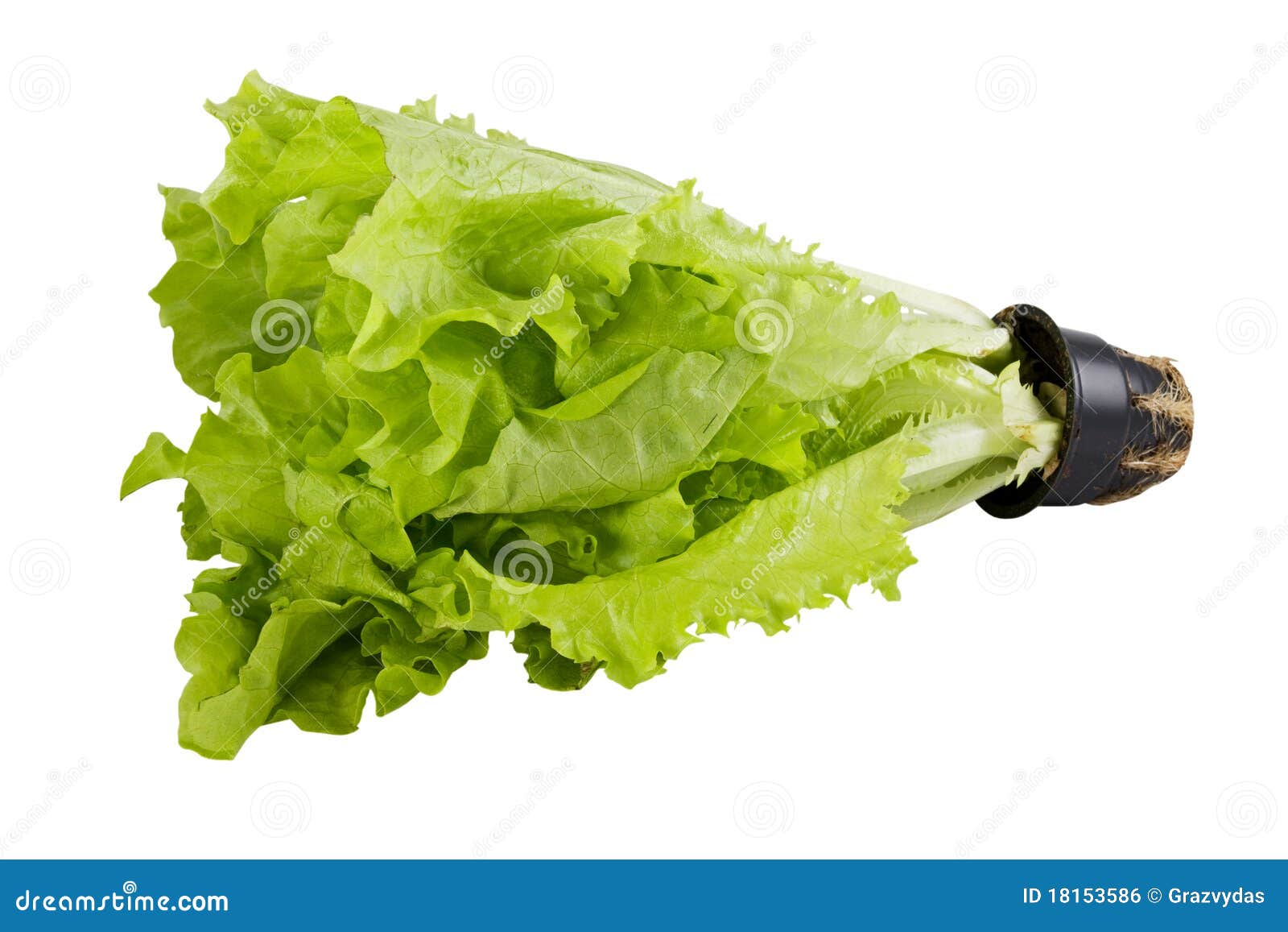 Lechuga verde fresca foto de archivo. Imagen de hoja - 18153586