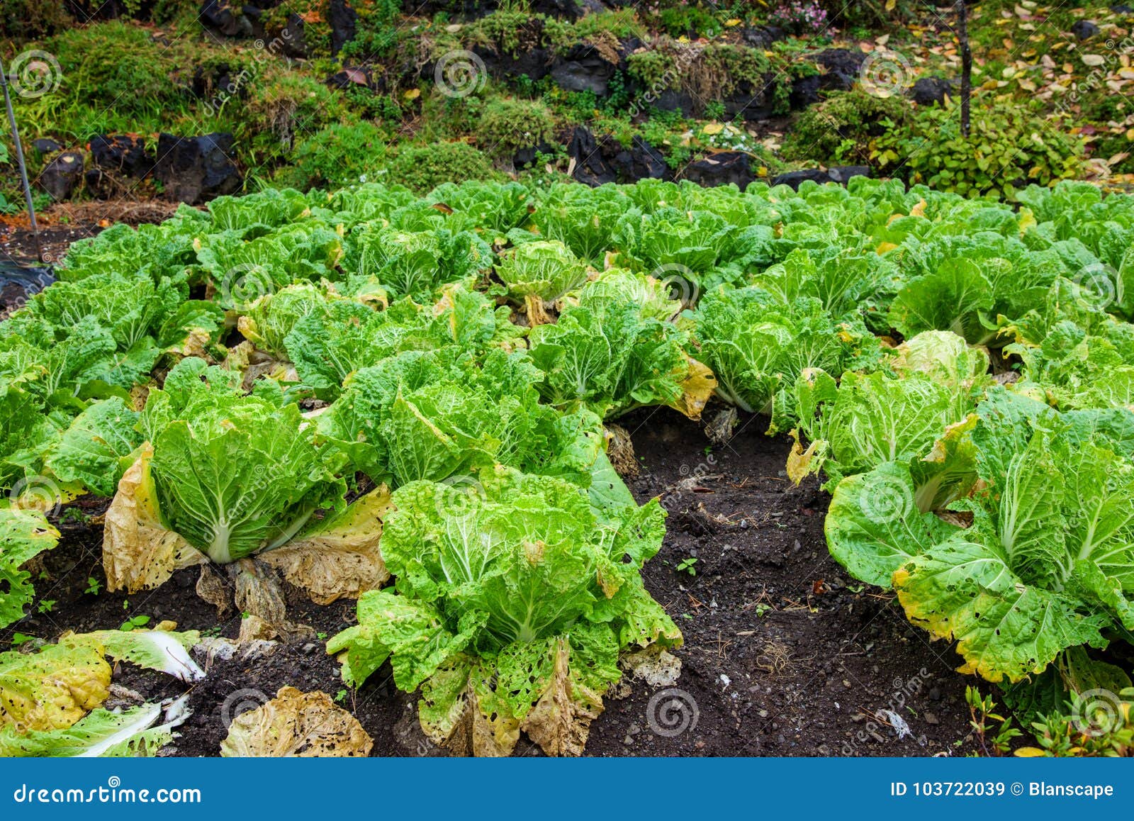 Lechuga Verde Japonesa En La Granja Imagen de archivo - Imagen de ...