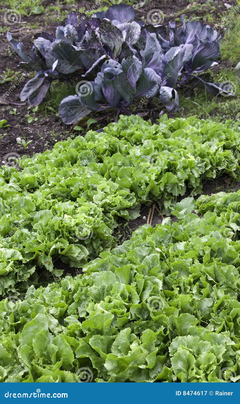 Lechuga y col roja imagen de archivo. Imagen de resorte - 8474617