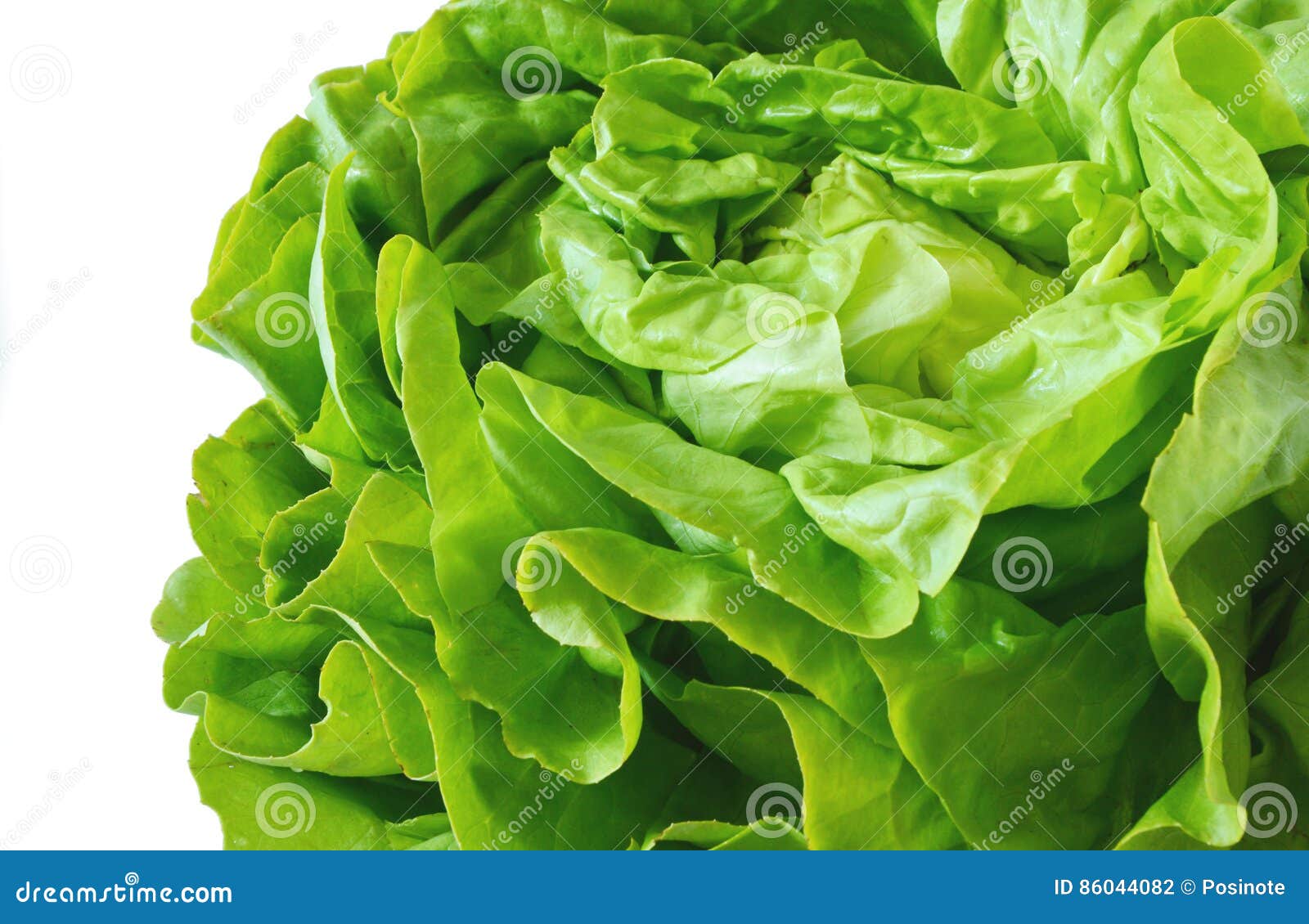 Lechugas de Boston foto de archivo. Imagen de agricultura - 86044082