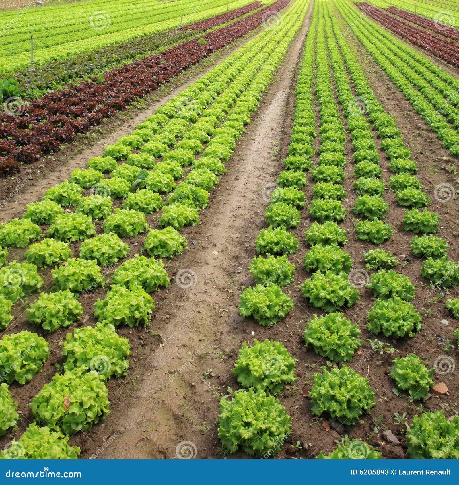Lechugas en los campos imagen de archivo. Imagen de campo - 6205893