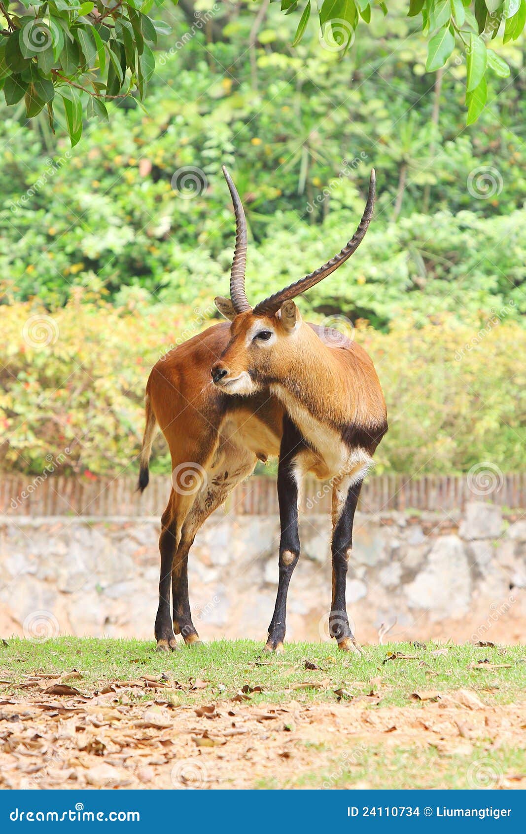 Lechwe 2 stock photo. Image of mammalia, african, ruminantia - 24110734