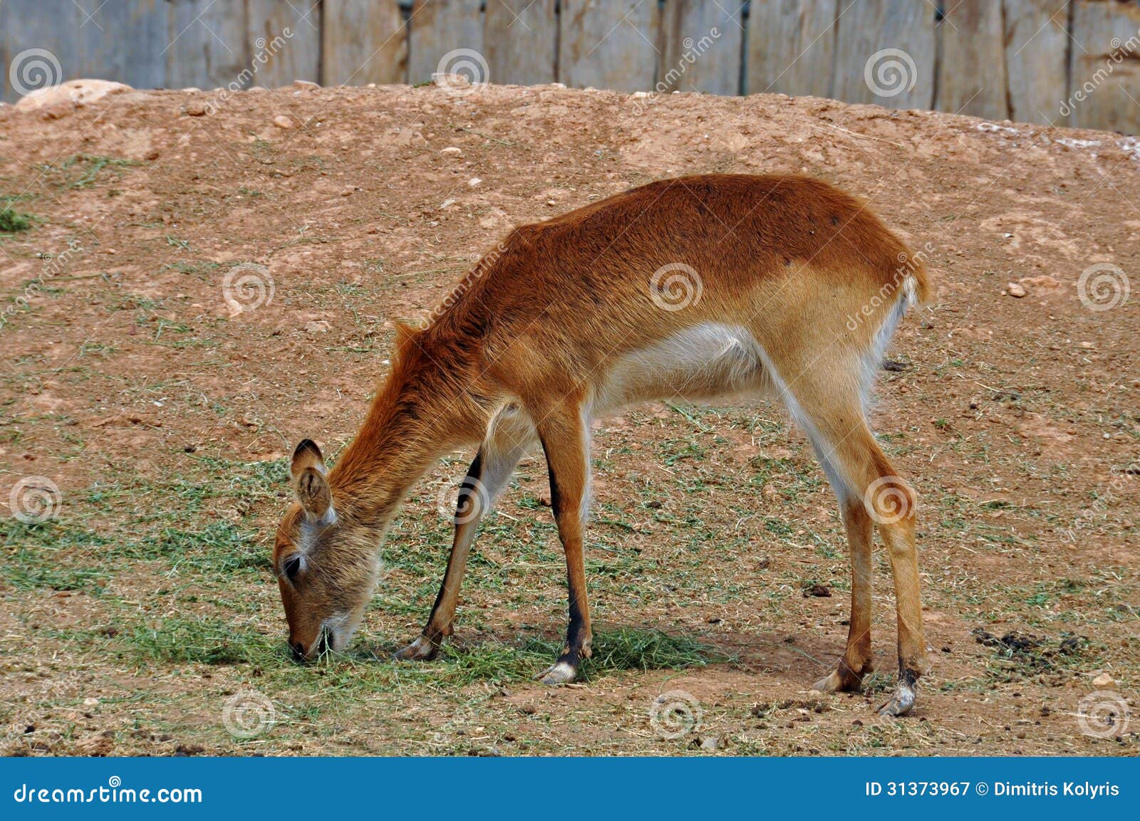 Lechwe antelope stock image. Image of wild, herbivore - 31373967