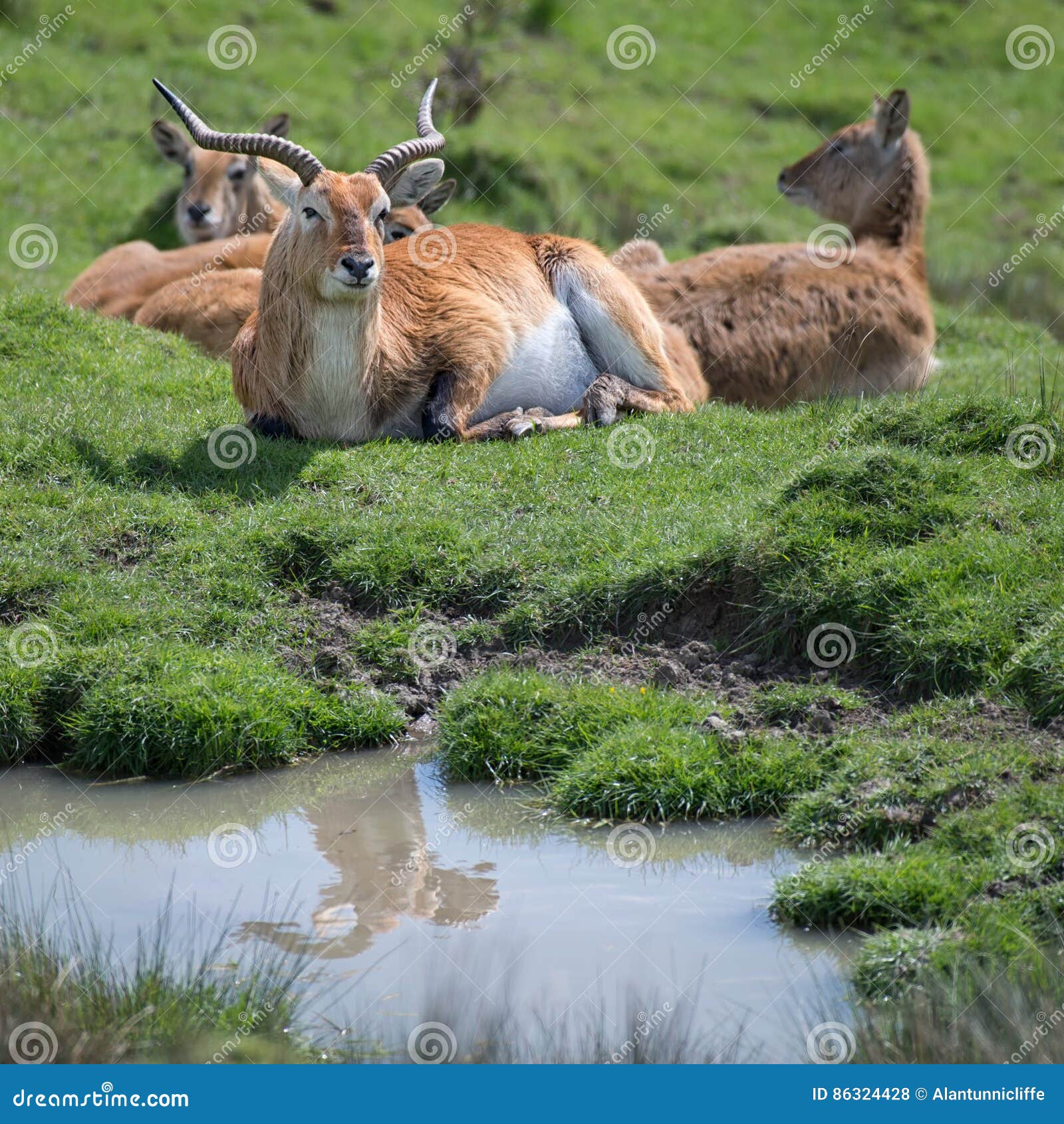 Lechwe antelope stock photo. Image of horned, reflection - 86324428