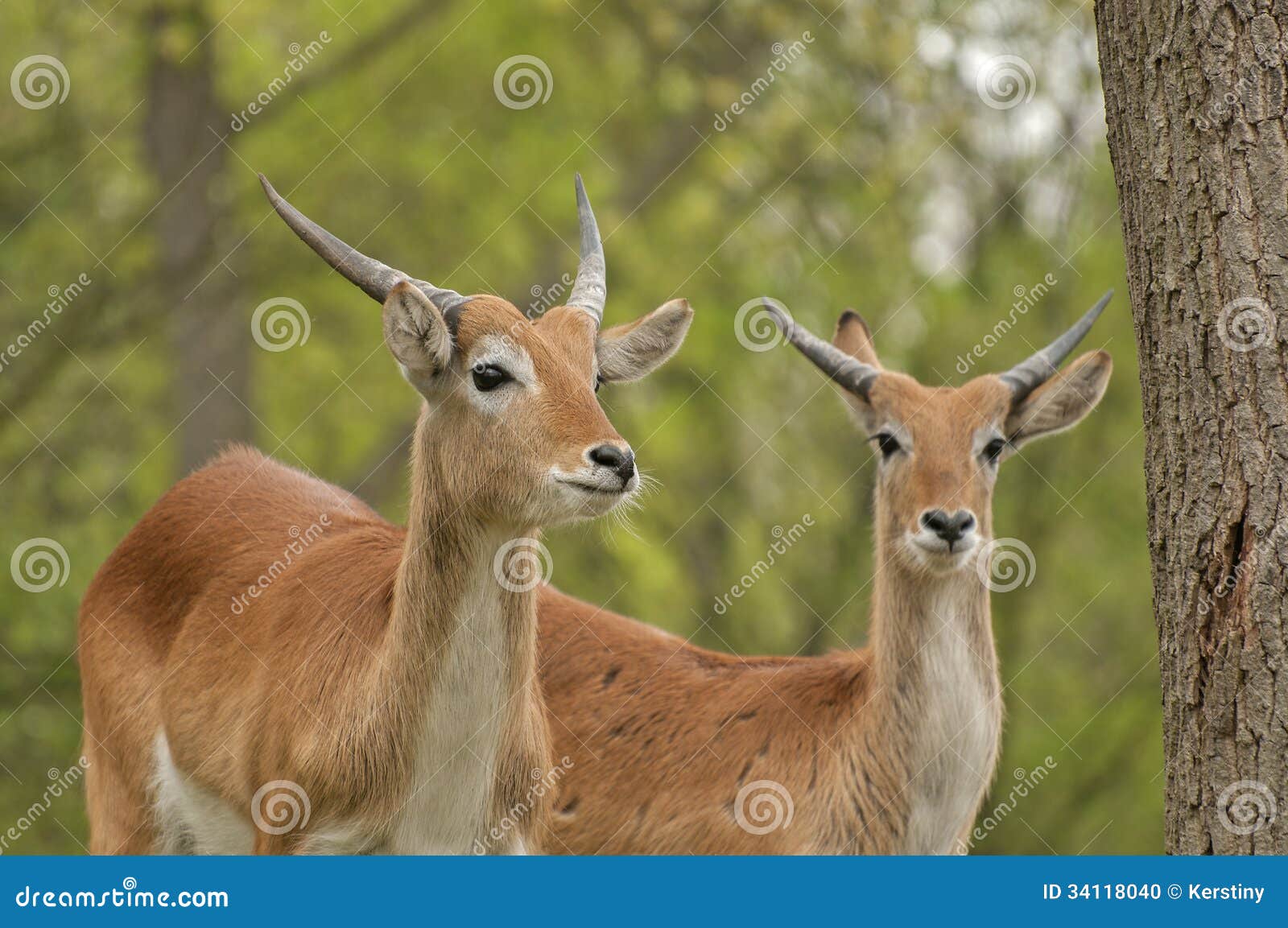 Lechwe stock photo. Image of africa, fragile, quick, herbivorous - 34118040