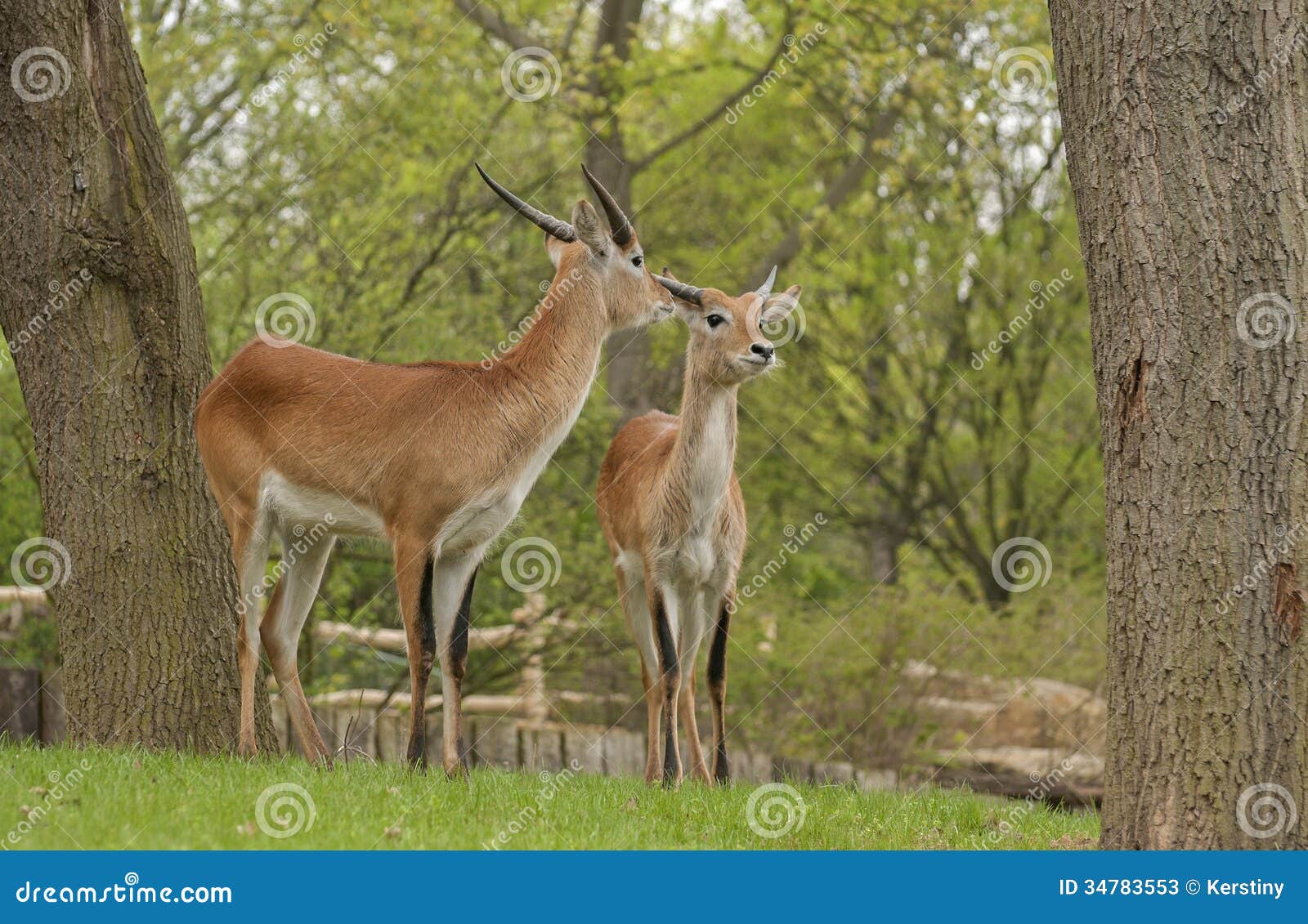 Lechwe stock image. Image of fragile, animal, mammal - 34783553