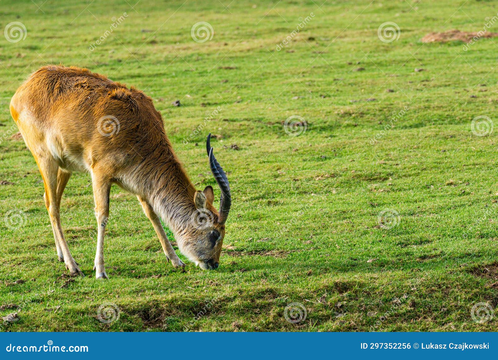 Lechwe (Kobus Leche) Antelope Eating Grass Stock Photo - Image of ...
