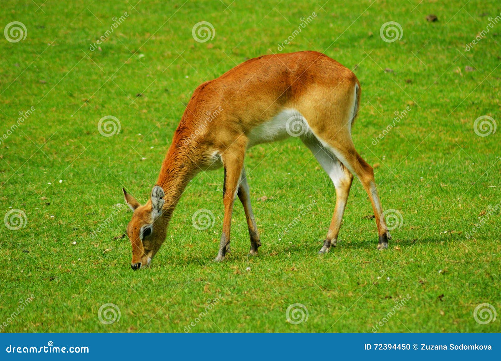 Lechwe (Kobus leche) stock photo. Image of sunny, animal - 72394450
