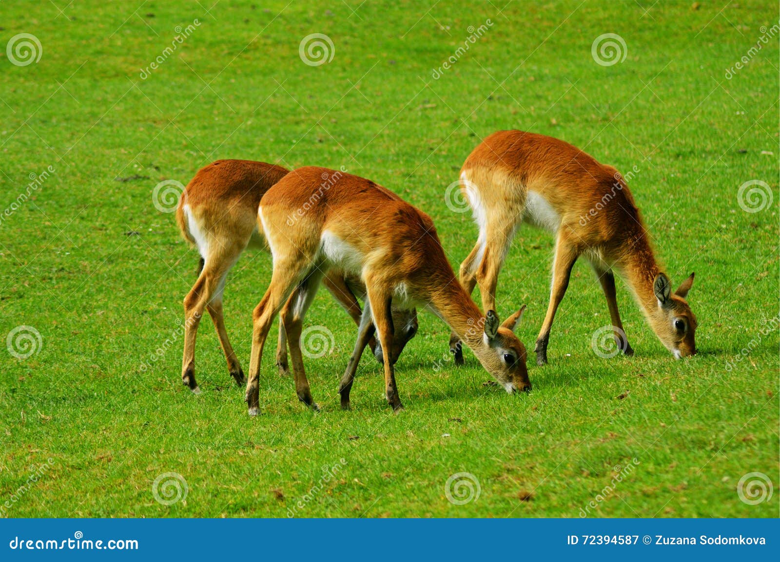 Lechwe (Kobus leche) stock image. Image of southern, grassland - 72394587