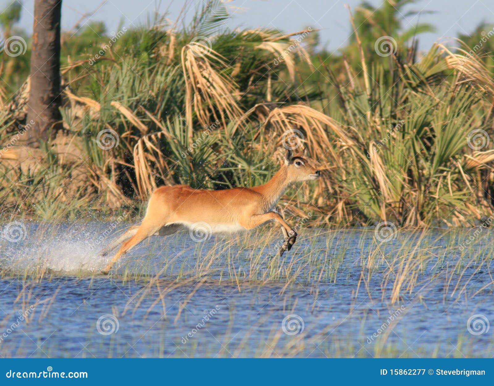 Lechwe running stock image. Image of kobus, wilderness - 15862277