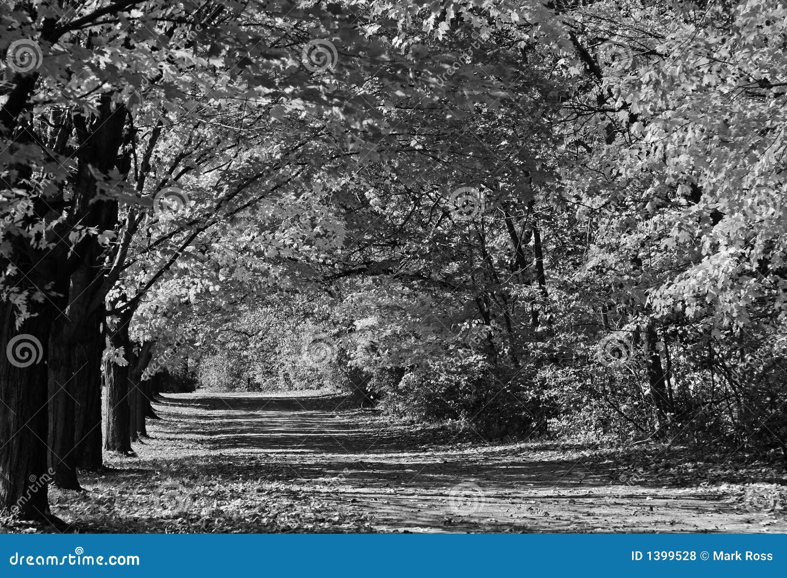 Lecteur Couvert Par Arbre, Noir Et Blanc Photo stock - Image du tunnel ...
