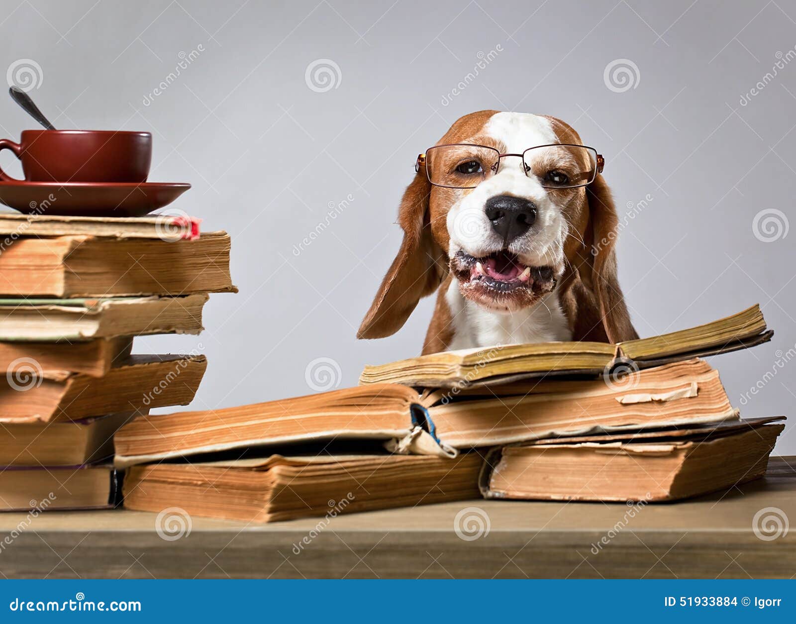 Lecture stock photo. Image of beagle, glasses, lecture - 51933884