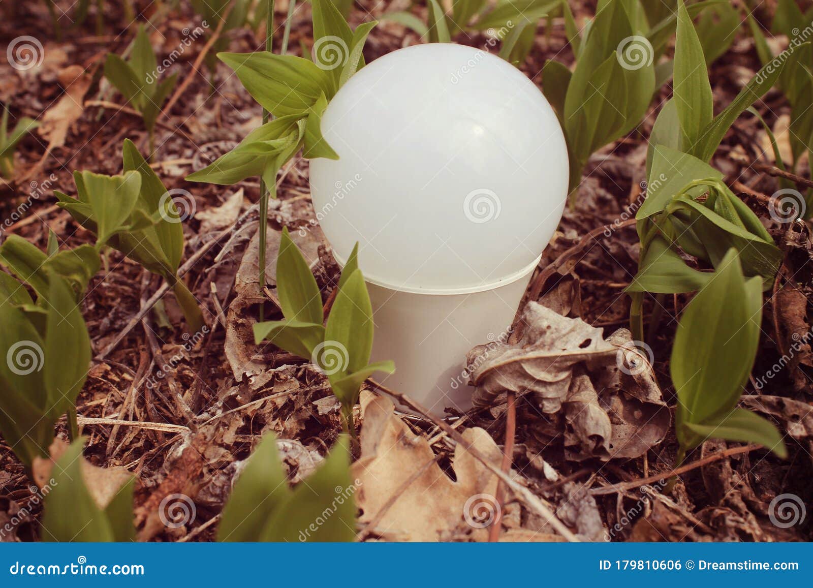 LED Light Bulbs in the Forest on the Leaves Stock Photo - Image of ...