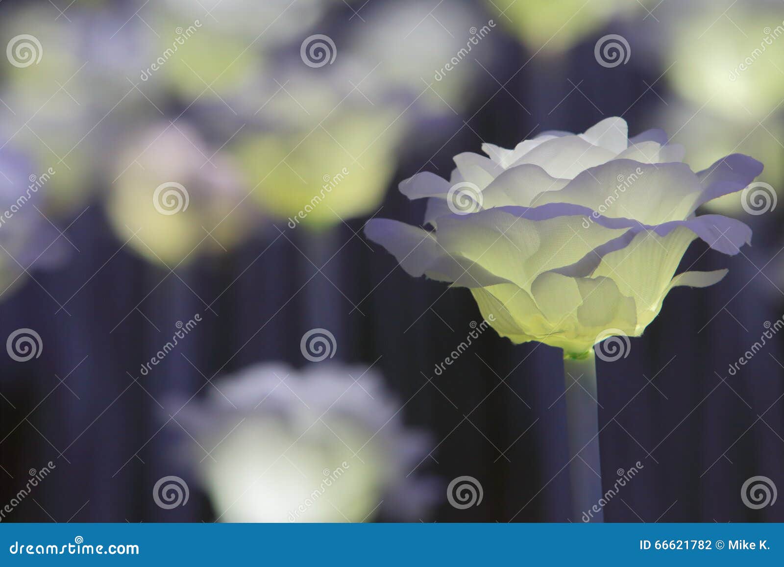 LED Light Rose editorial photography. Image of park, garden - 66621782