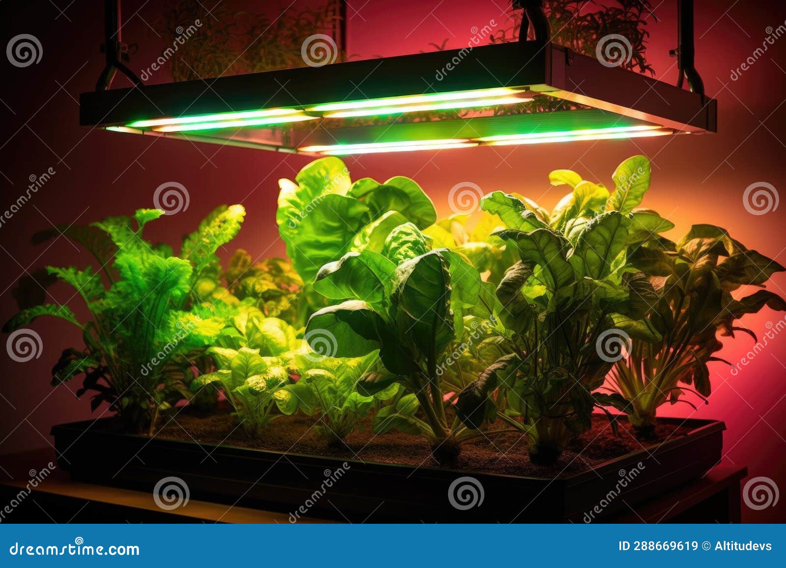 Led Lights Illuminating Hydroponic Plants for Growth Stock Image ...
