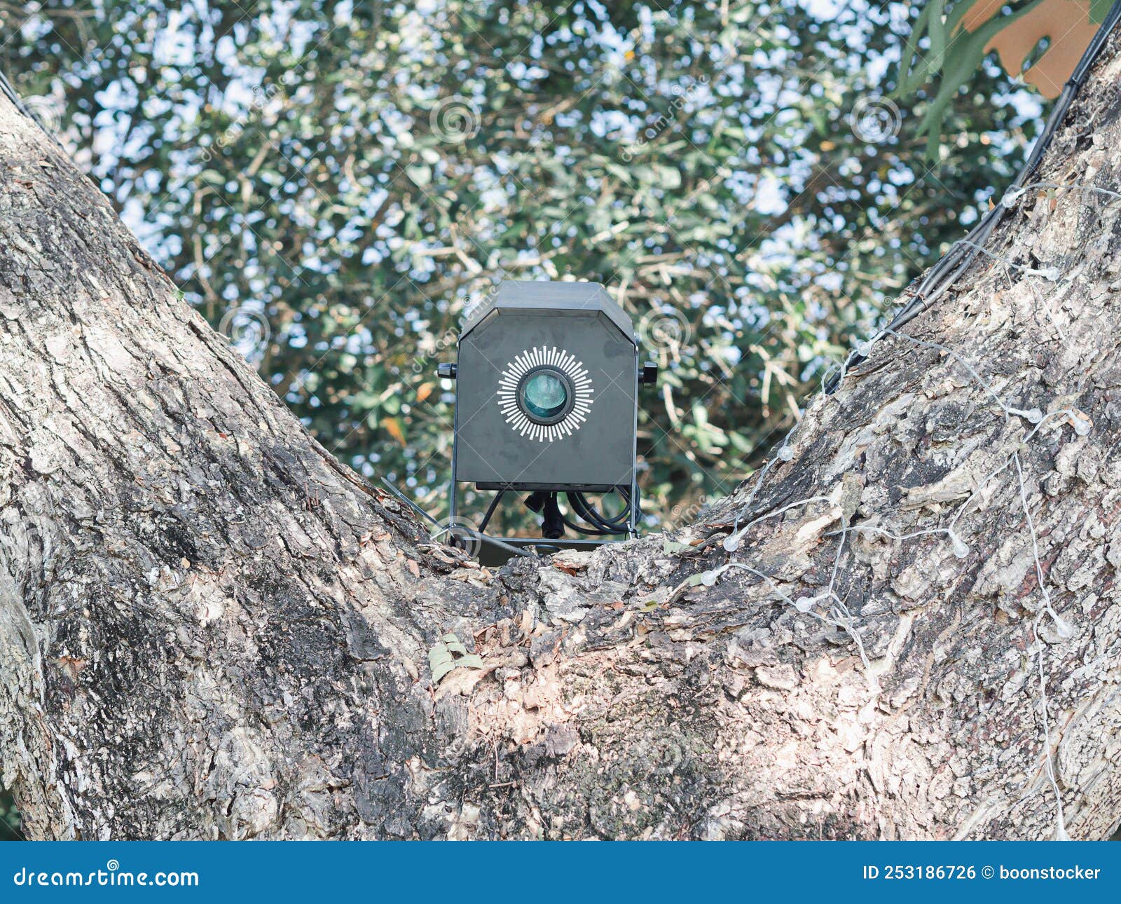 The LED Spotlight is Installed on the Trees To Illuminate the Night ...