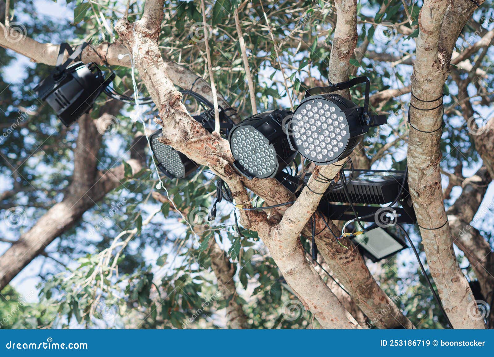 The LED Spotlights are Installed on the Trees To Illuminate the Night ...