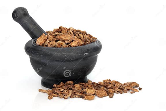 Ledebouriella Root stock image. Image of traditional - 23777727