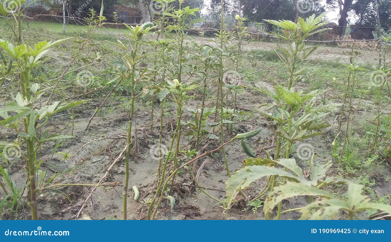 Ledi finger tree stock image. Image of leaf, pond, green - 190969425