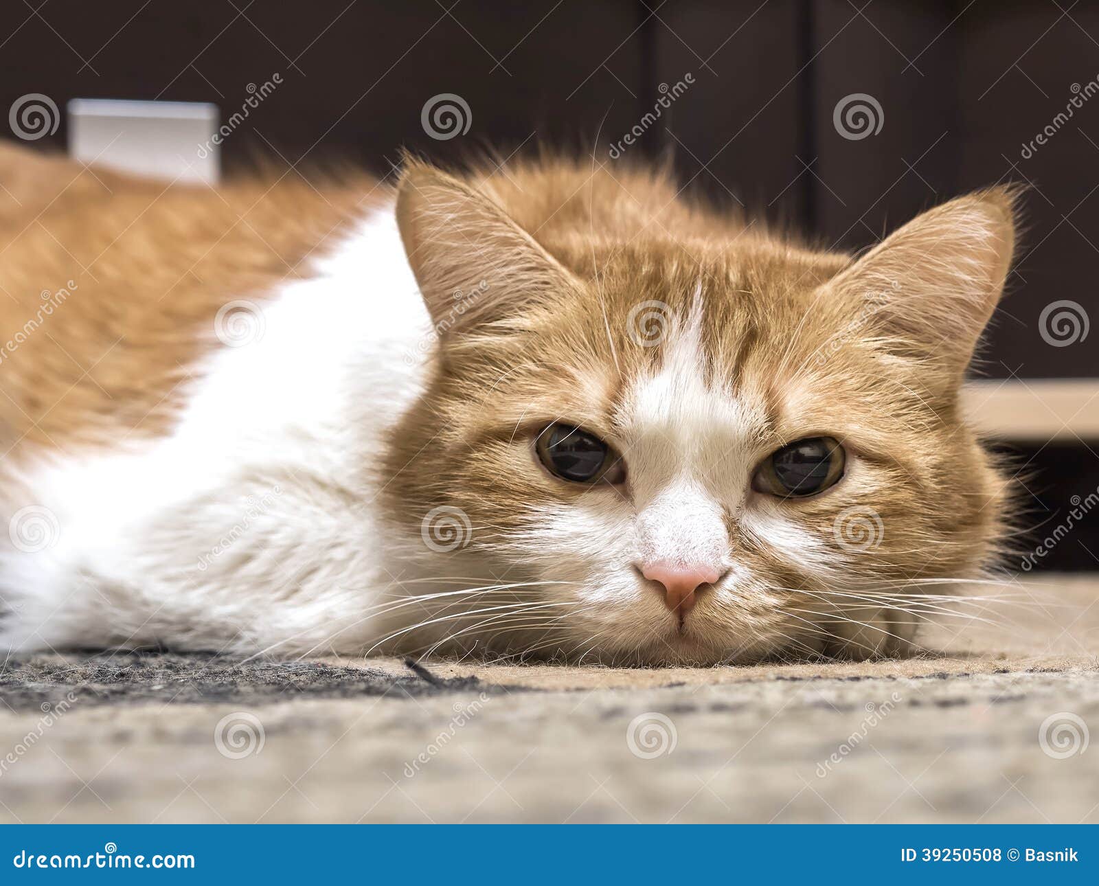 Ledsen katt arkivfoto. Bild av humant, rättigheter, grymhet - 39250508