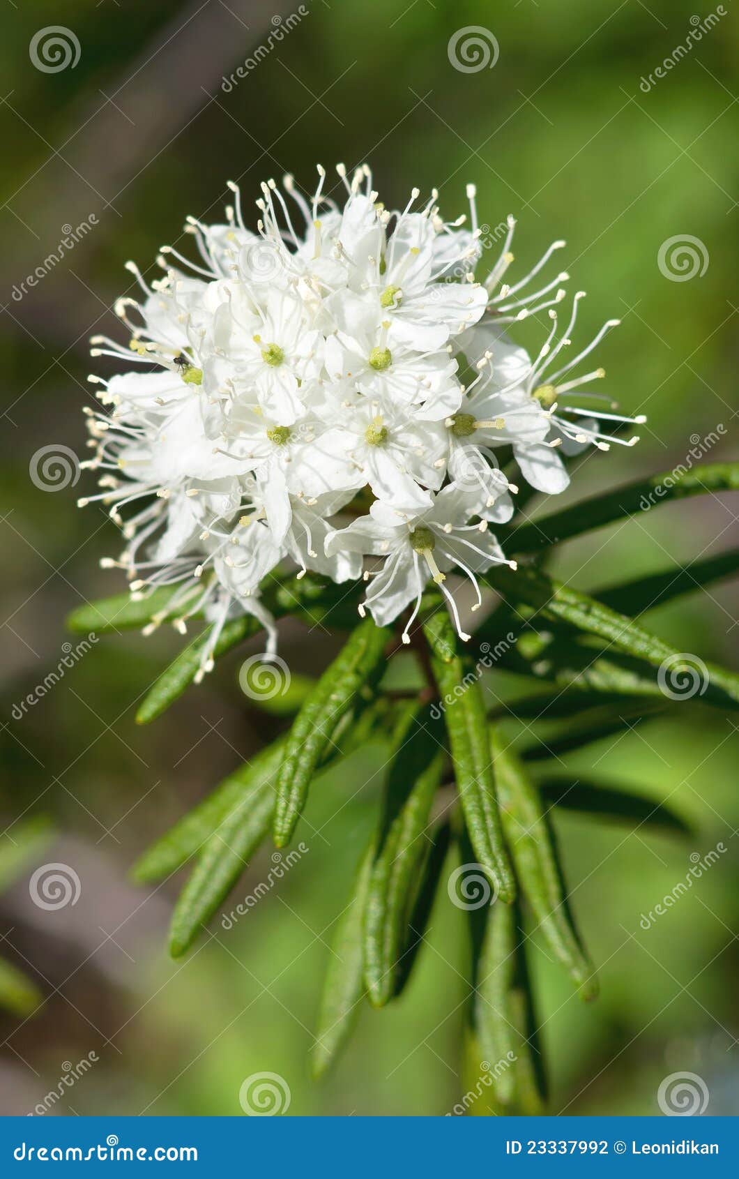 Ledum Blossom Close-up stock photo. Image of flora, macro - 23337992