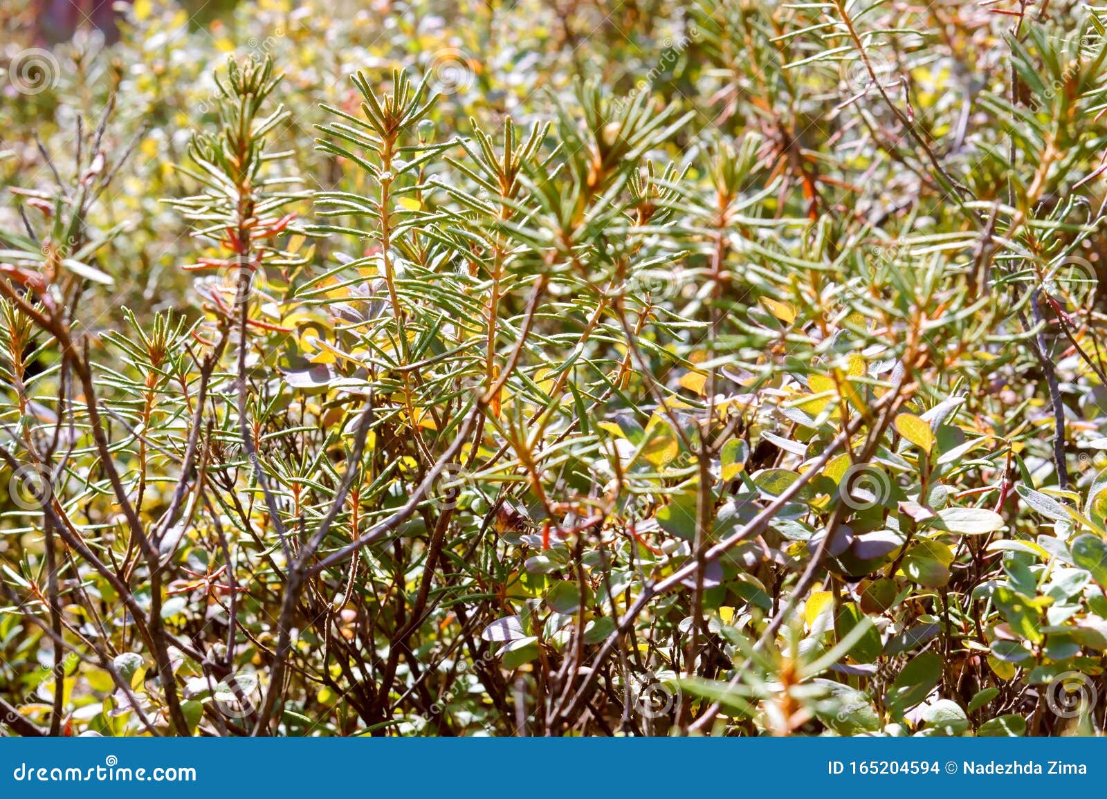 Ledum Labrador Plant Grows In The Marsh, Branches Of Marsh Marsh Stock ...
