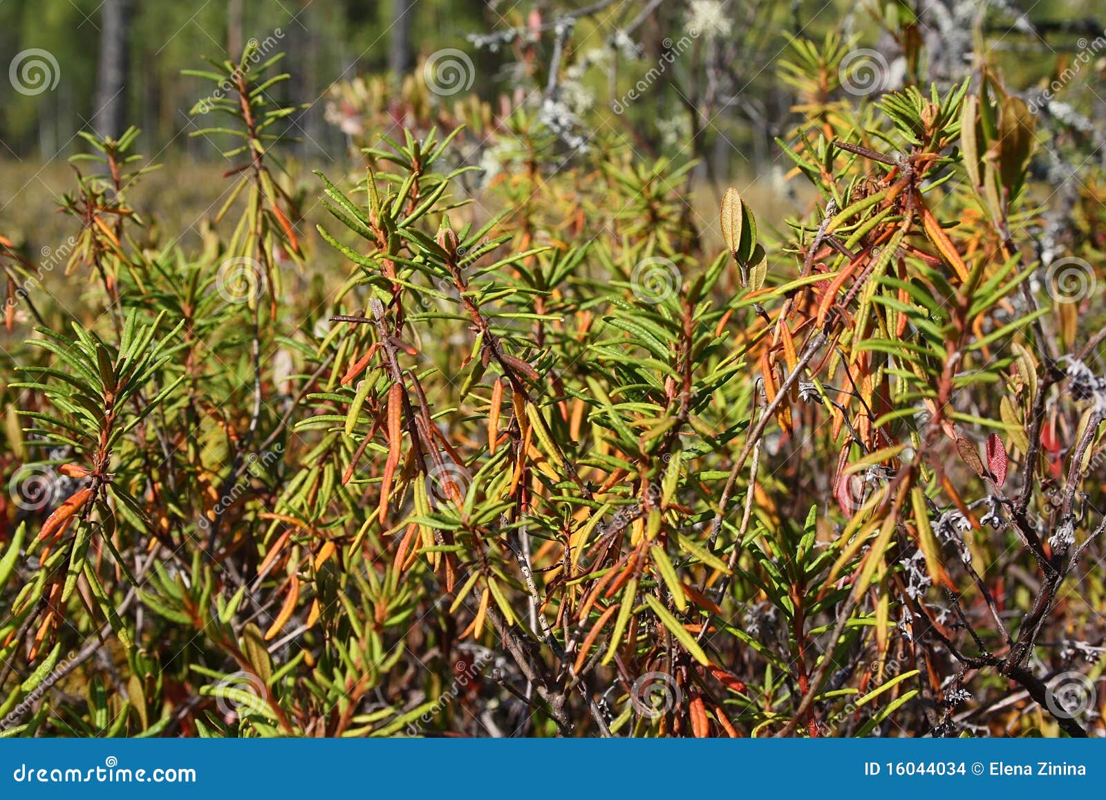Ledum Labrador Plant Grows In The Marsh, Branches Of Marsh Marsh Stock ...