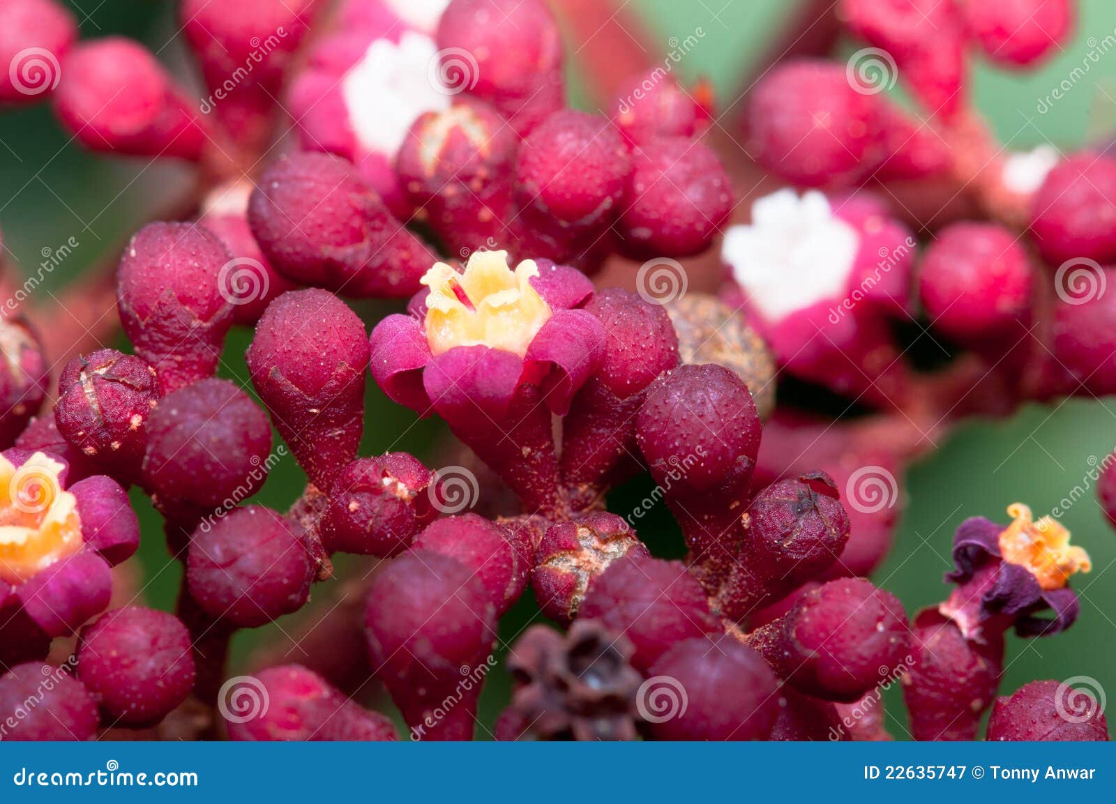 Leea Rubra stock image. Image of botany, rubra, botanical - 22635747