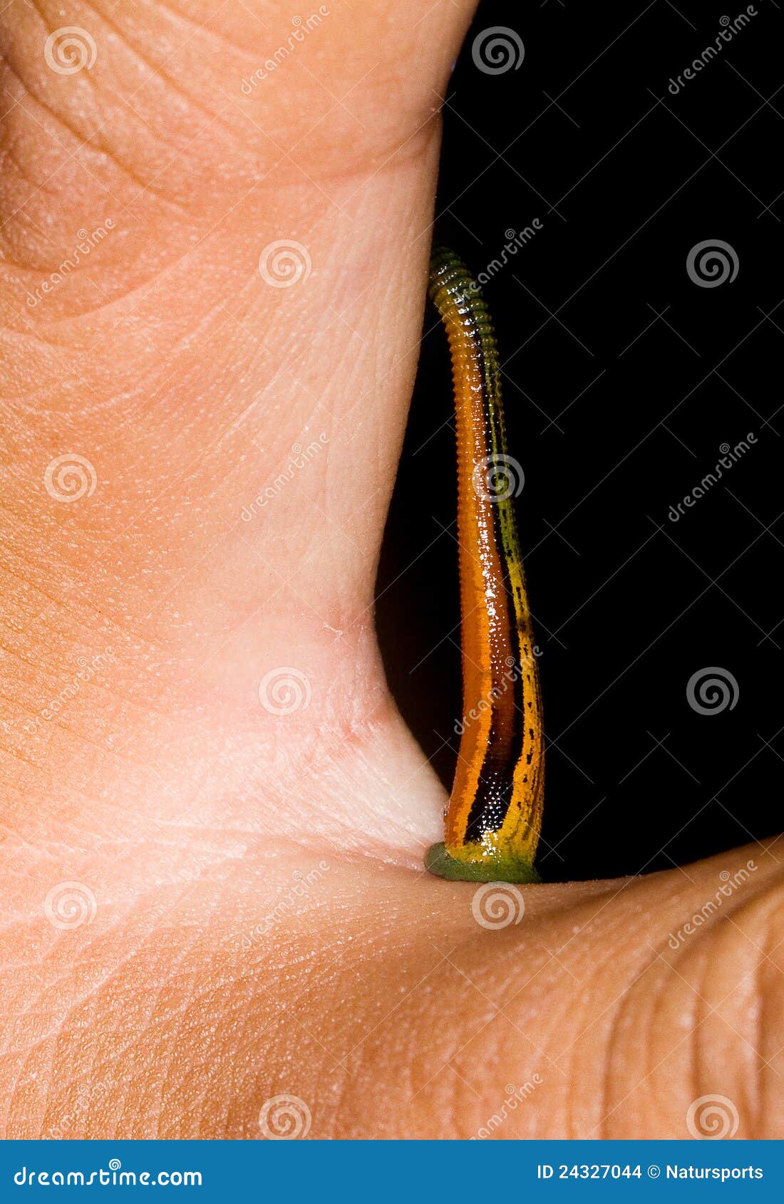 Leech stock photo. Image of indonesia, sumatra, leech - 24327044