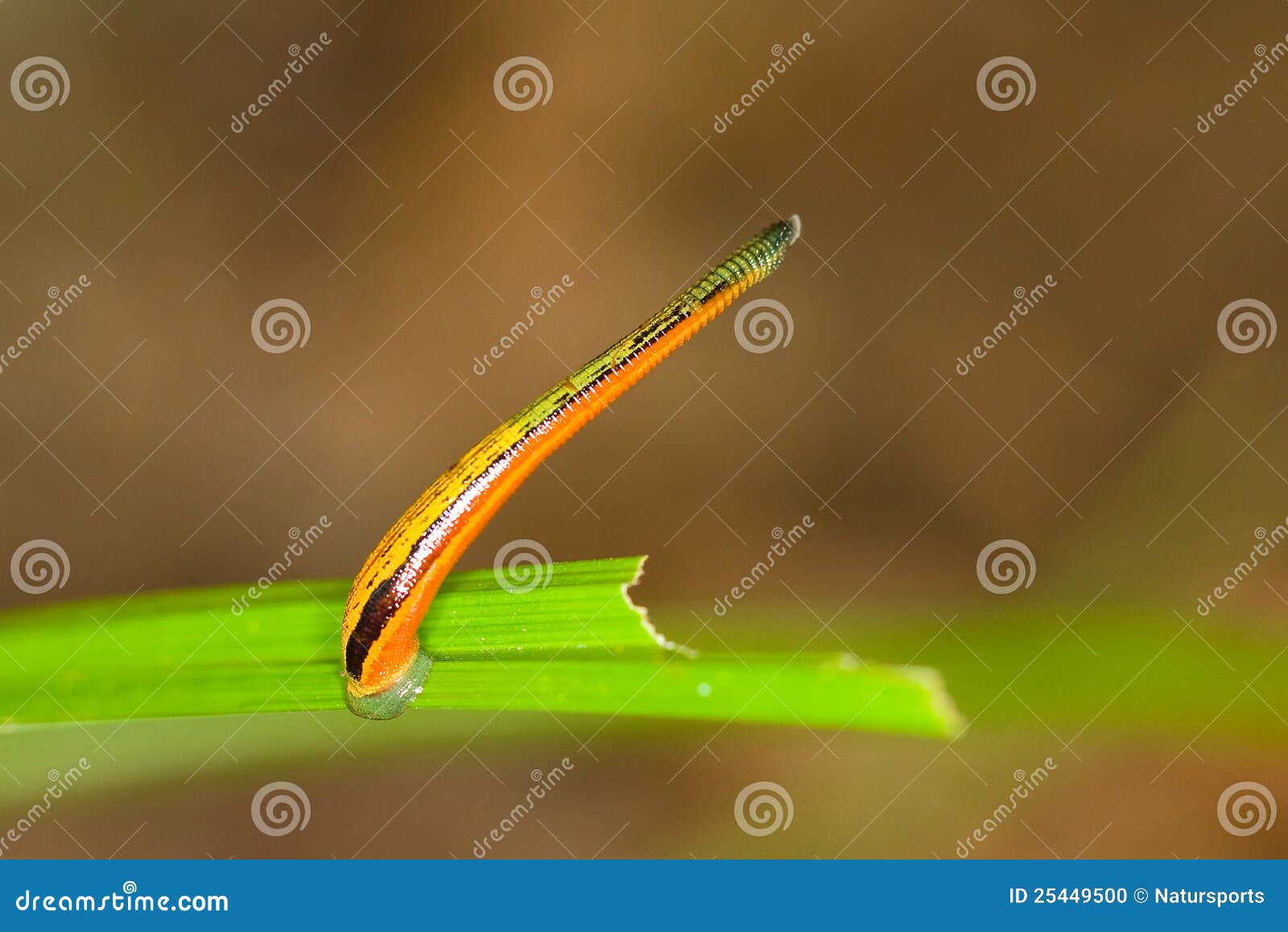 Leech stock photo. Image of parasite, borneo, tropical - 25449500