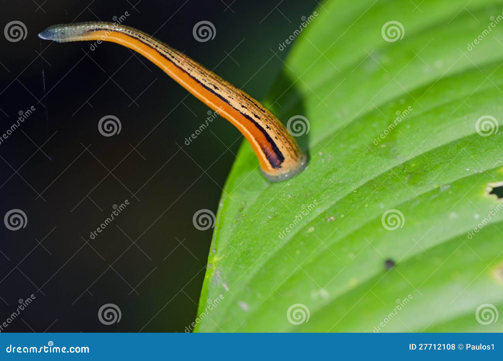Leech stock photo. Image of suck, leech, macrophotography - 27712108