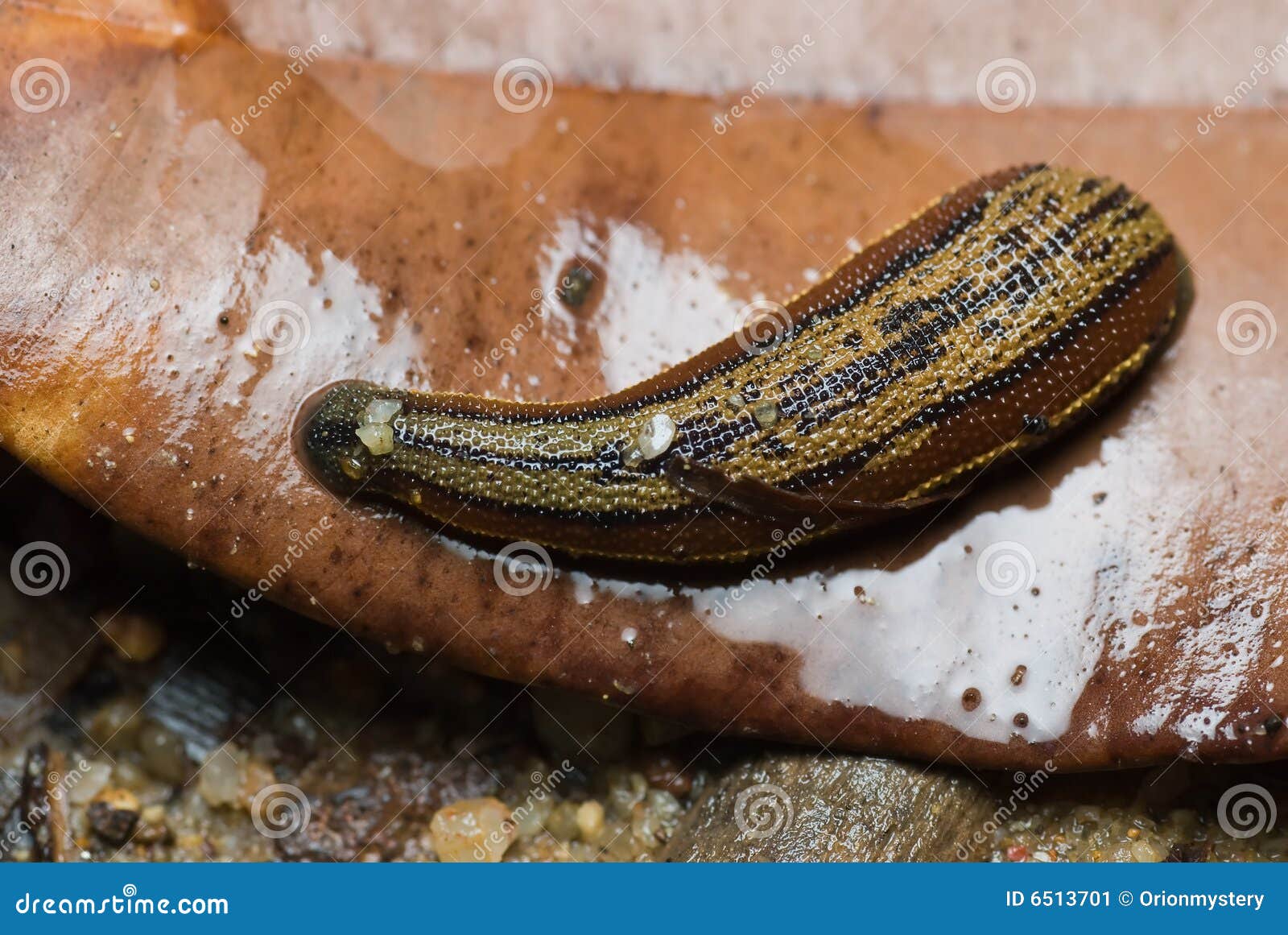 A leech stock image. Image of macro, leech, black, plant - 6513701