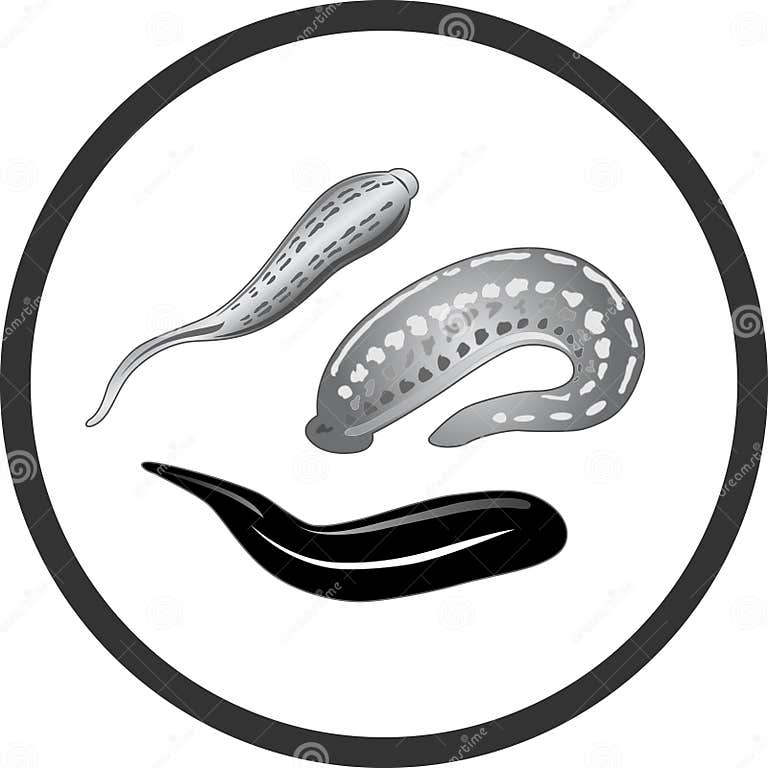 Leech stock vector. Illustration of research, parasite - 8376233