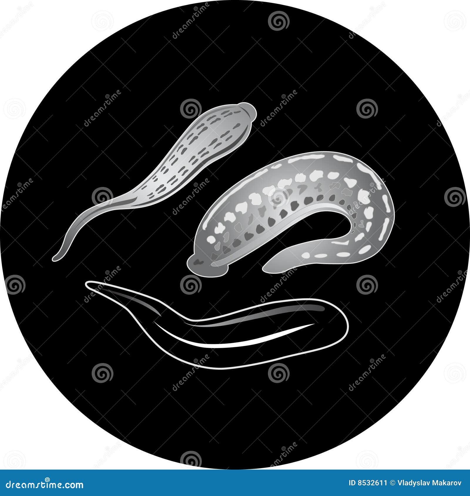 Leech stock vector. Illustration of dark, icon, worm, stained - 8532611