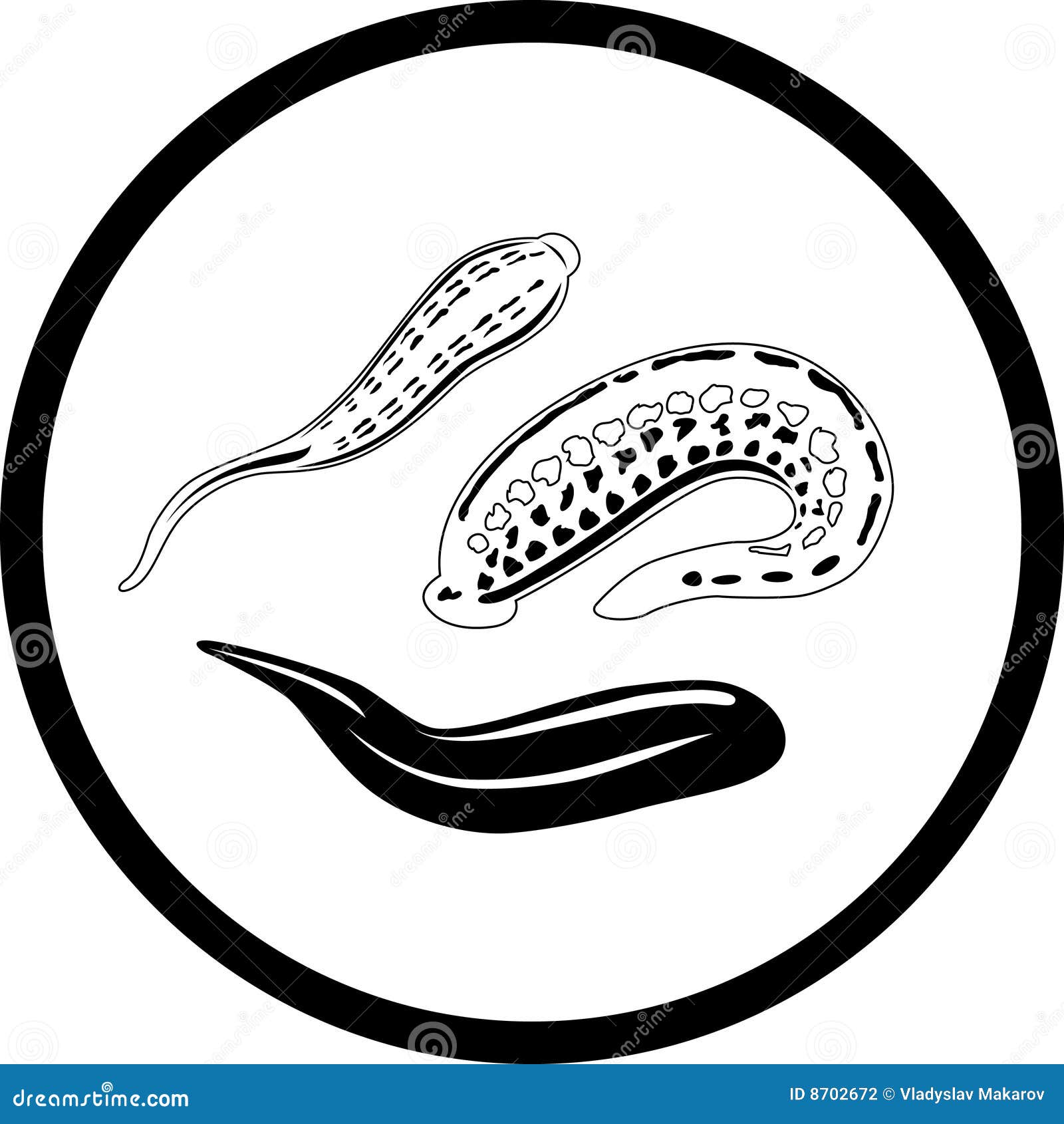 Medicinal Leech Illustration, Drawing, Engraving, Ink, Line Art, Vector ...